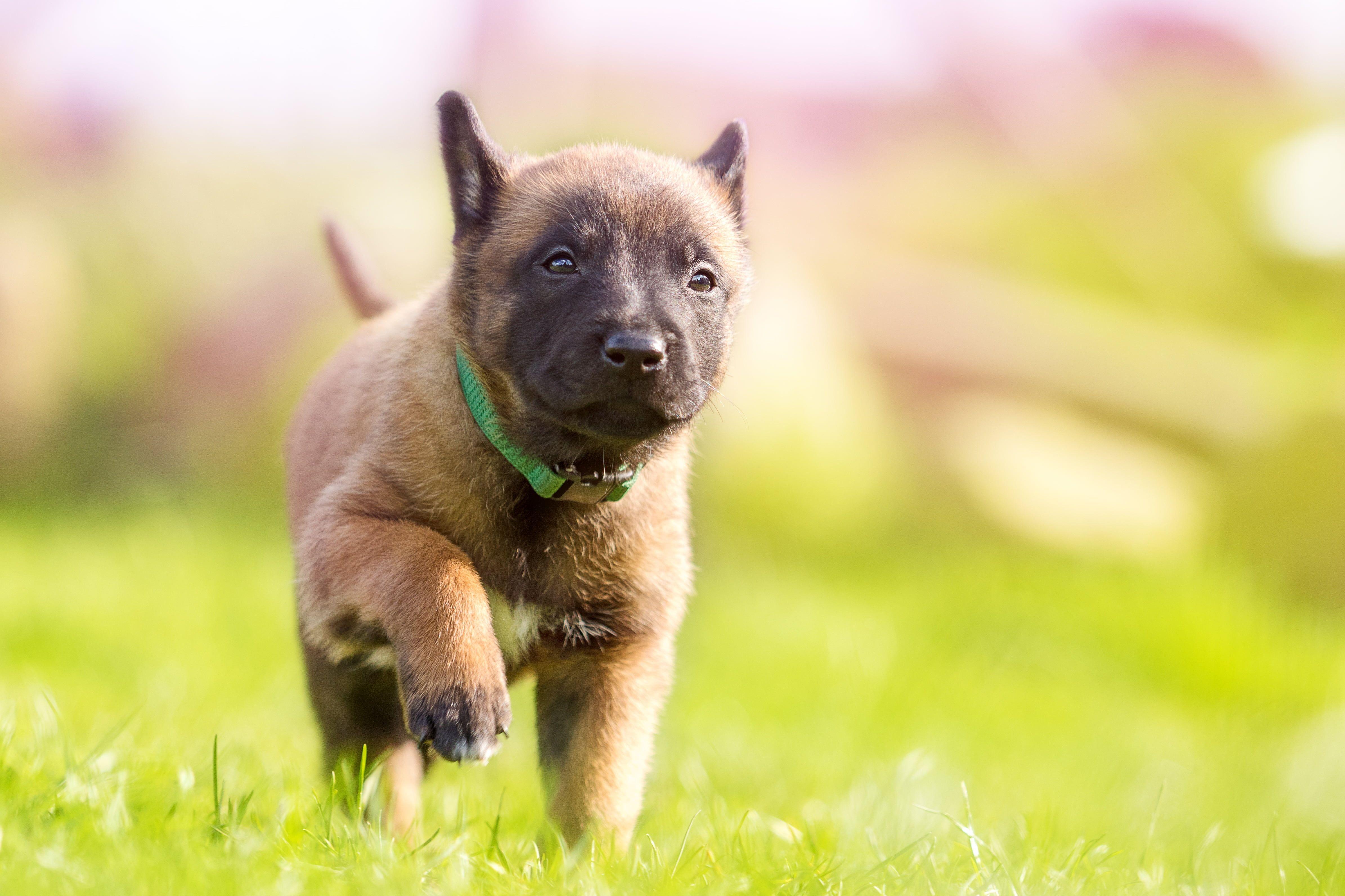 Belgian Malinois Wallpapers - Top Free Belgian Malinois Backgrounds ...