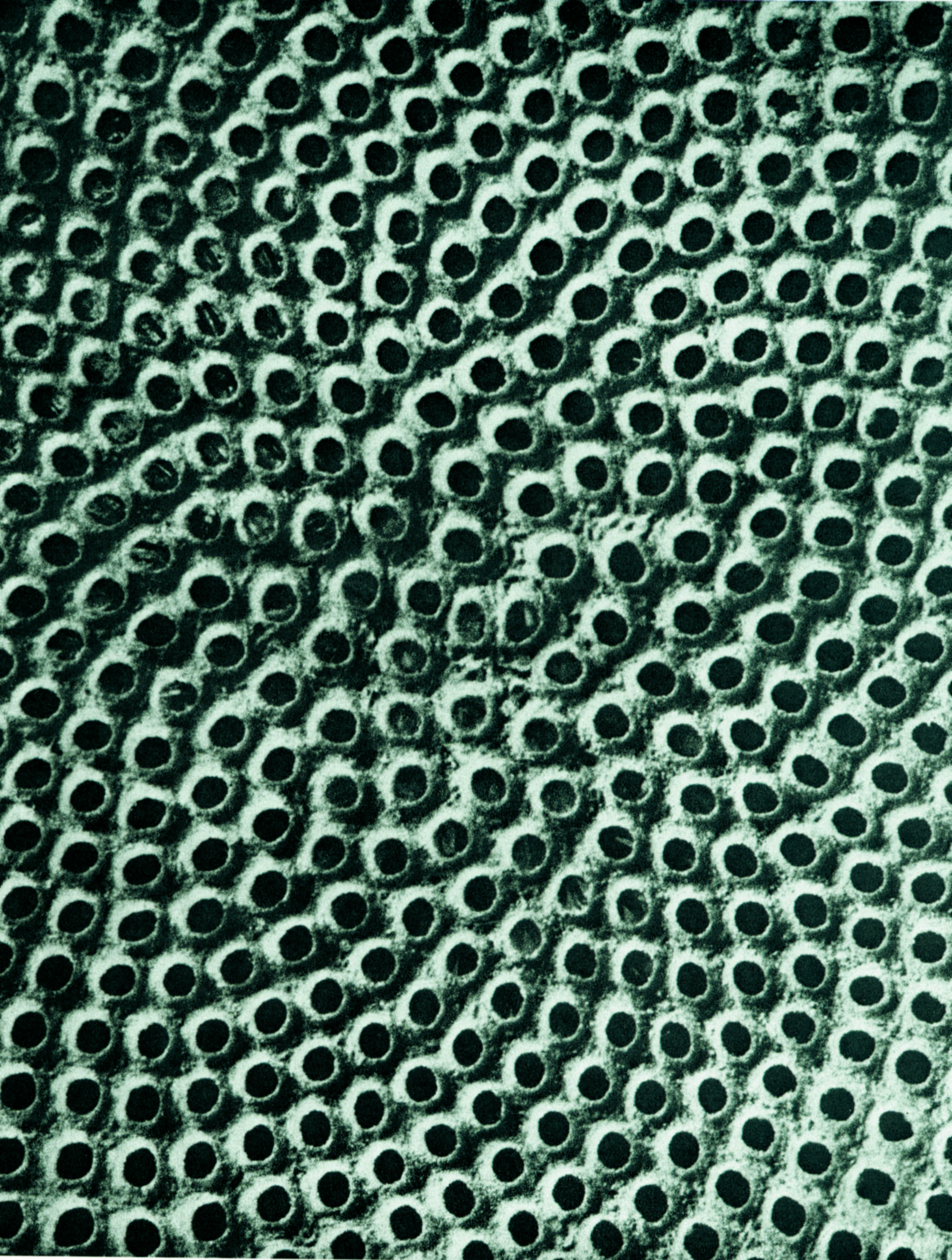 Trypophobia Wallpapers - Top Free Trypophobia Backgrounds - WallpaperAccess