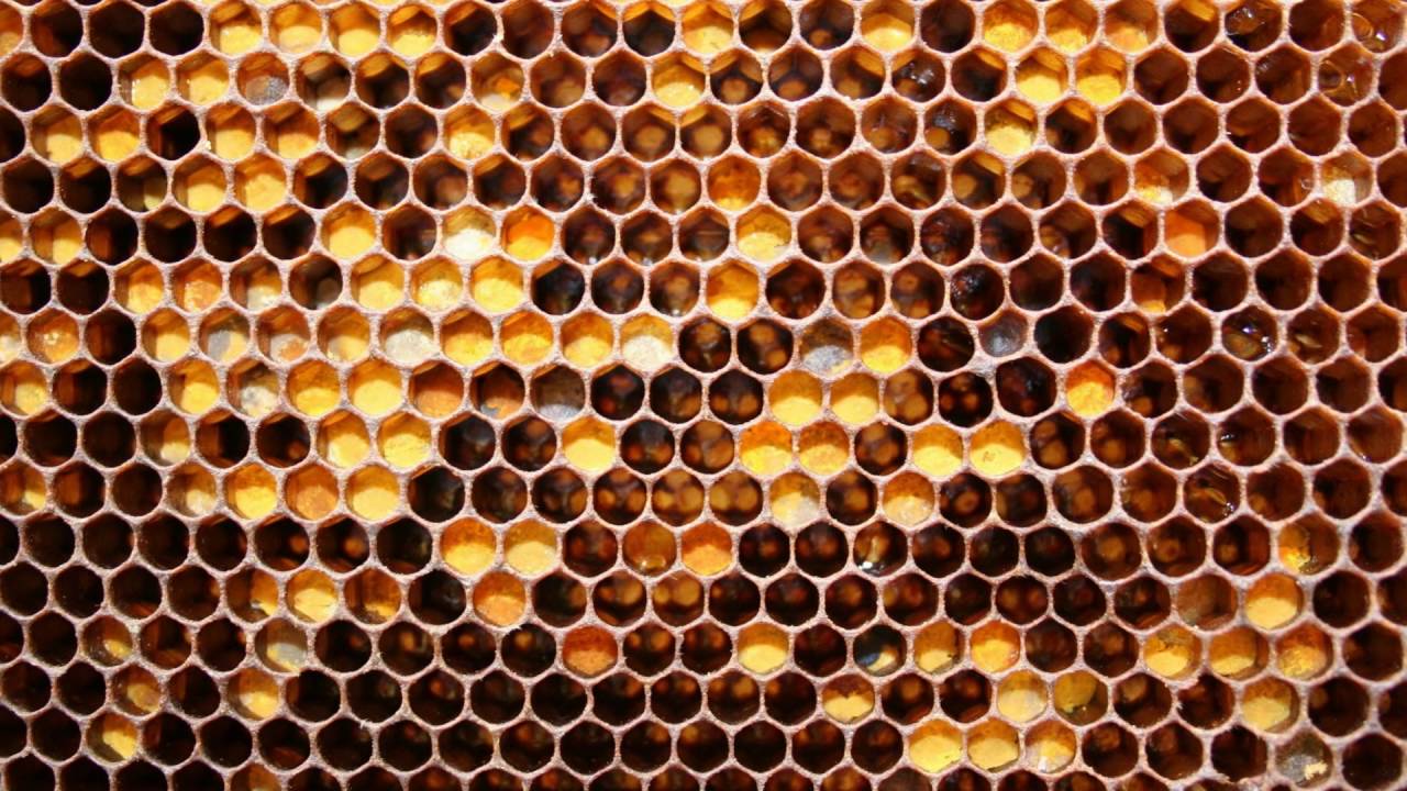 Trypophobia Wallpapers - Top Free Trypophobia Backgrounds - WallpaperAccess