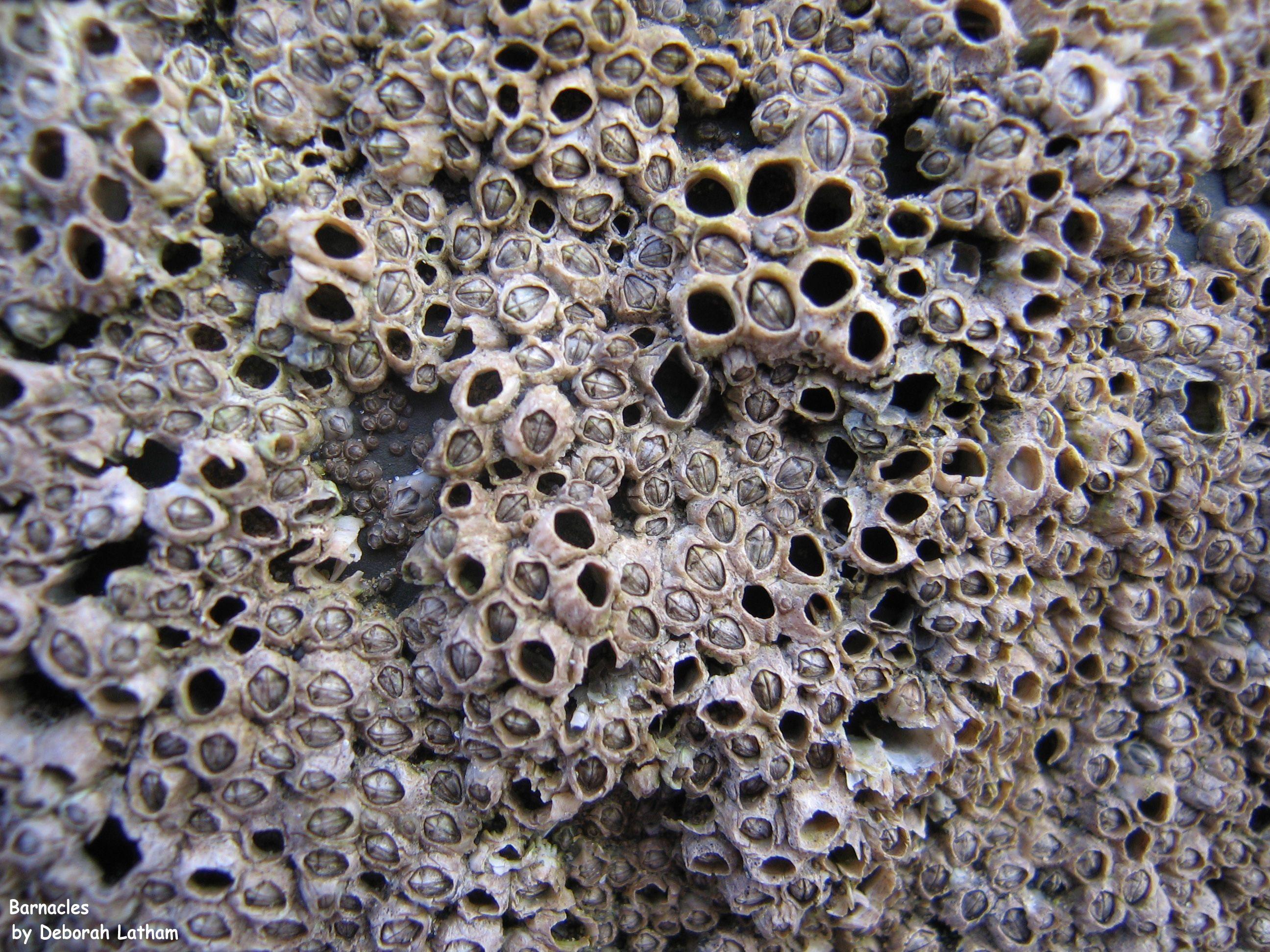 Trypophobia Wallpapers - Top Free Trypophobia Backgrounds - WallpaperAccess
