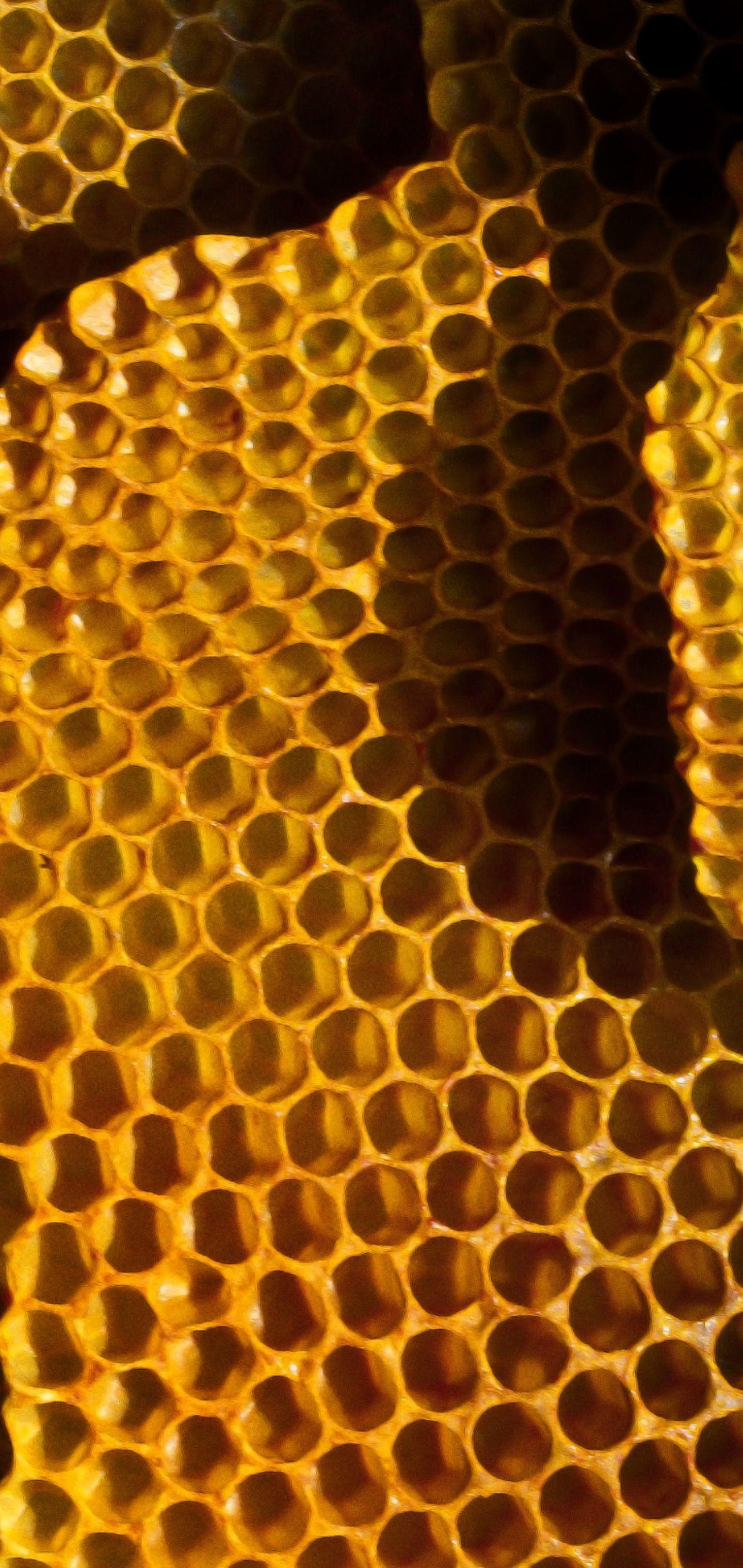 Trypophobia Wallpapers - Top Free Trypophobia Backgrounds - WallpaperAccess