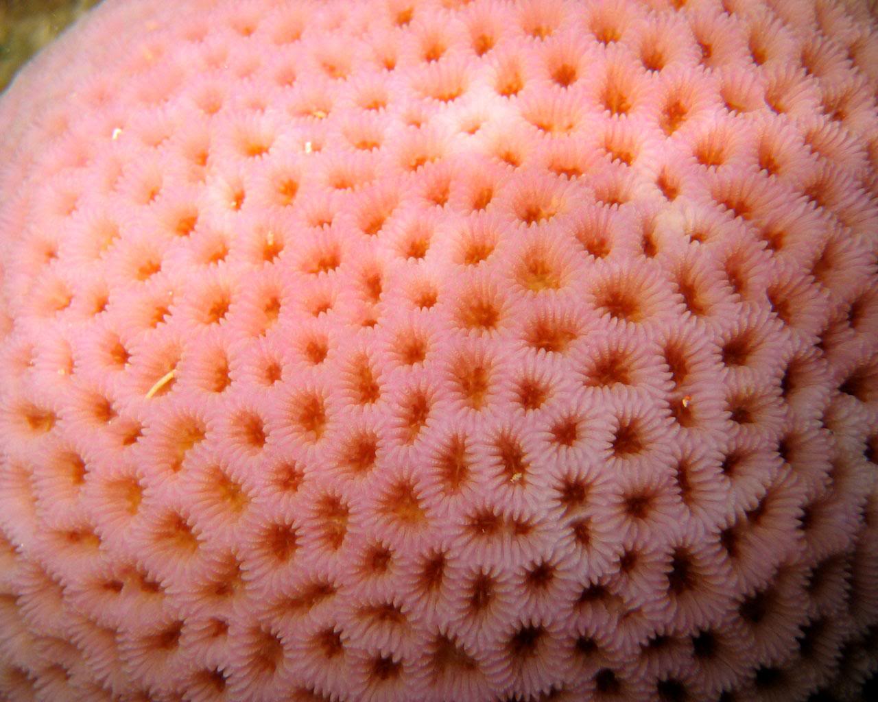 Trypophobia Wallpapers - Top Free Trypophobia Backgrounds - WallpaperAccess