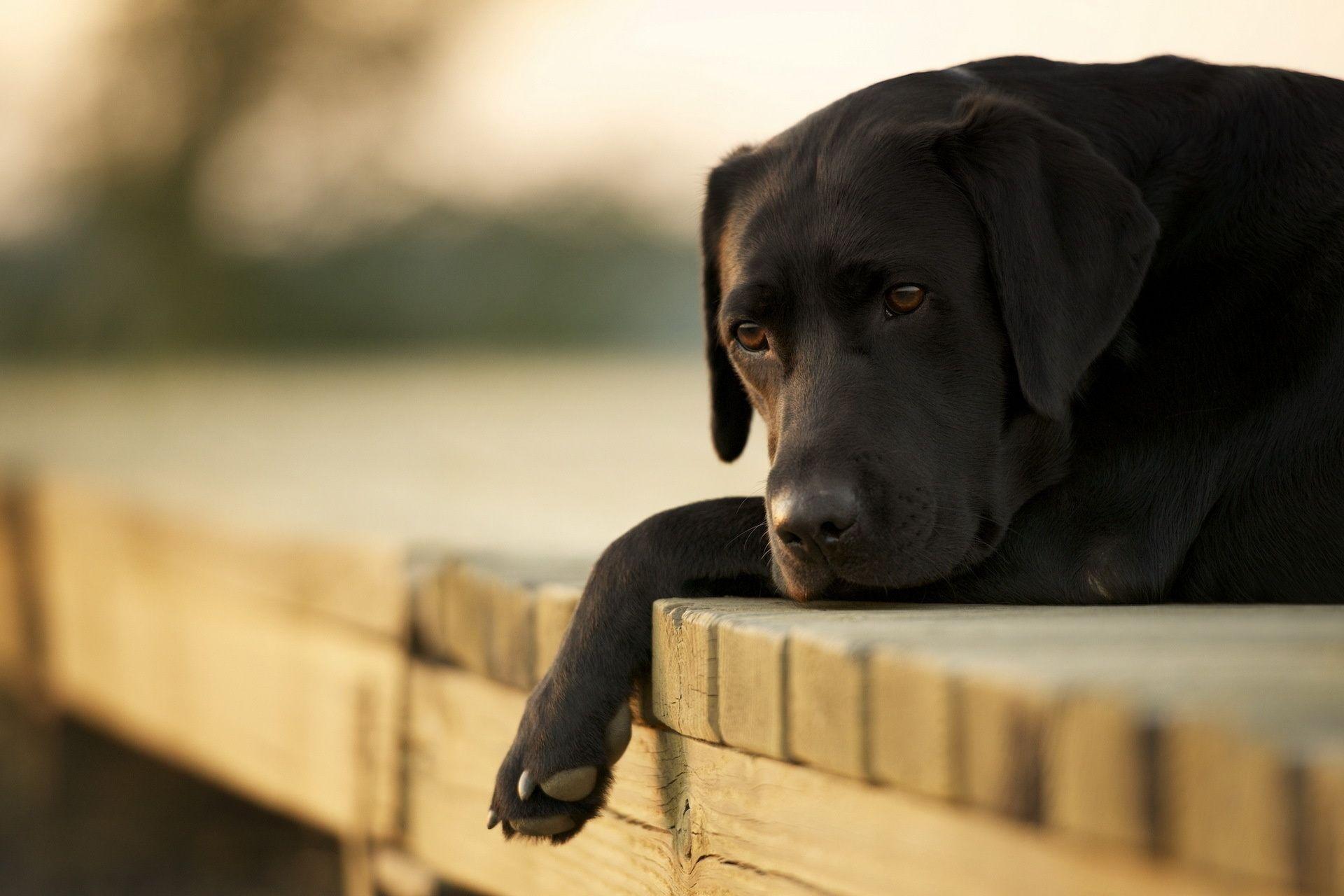 Sad Dogs Wallpapers - Top Free Sad Dogs Backgrounds - WallpaperAccess