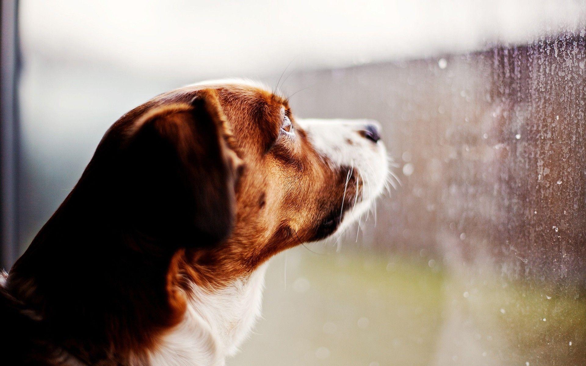 Sad Dogs Wallpapers - Top Free Sad Dogs Backgrounds - WallpaperAccess