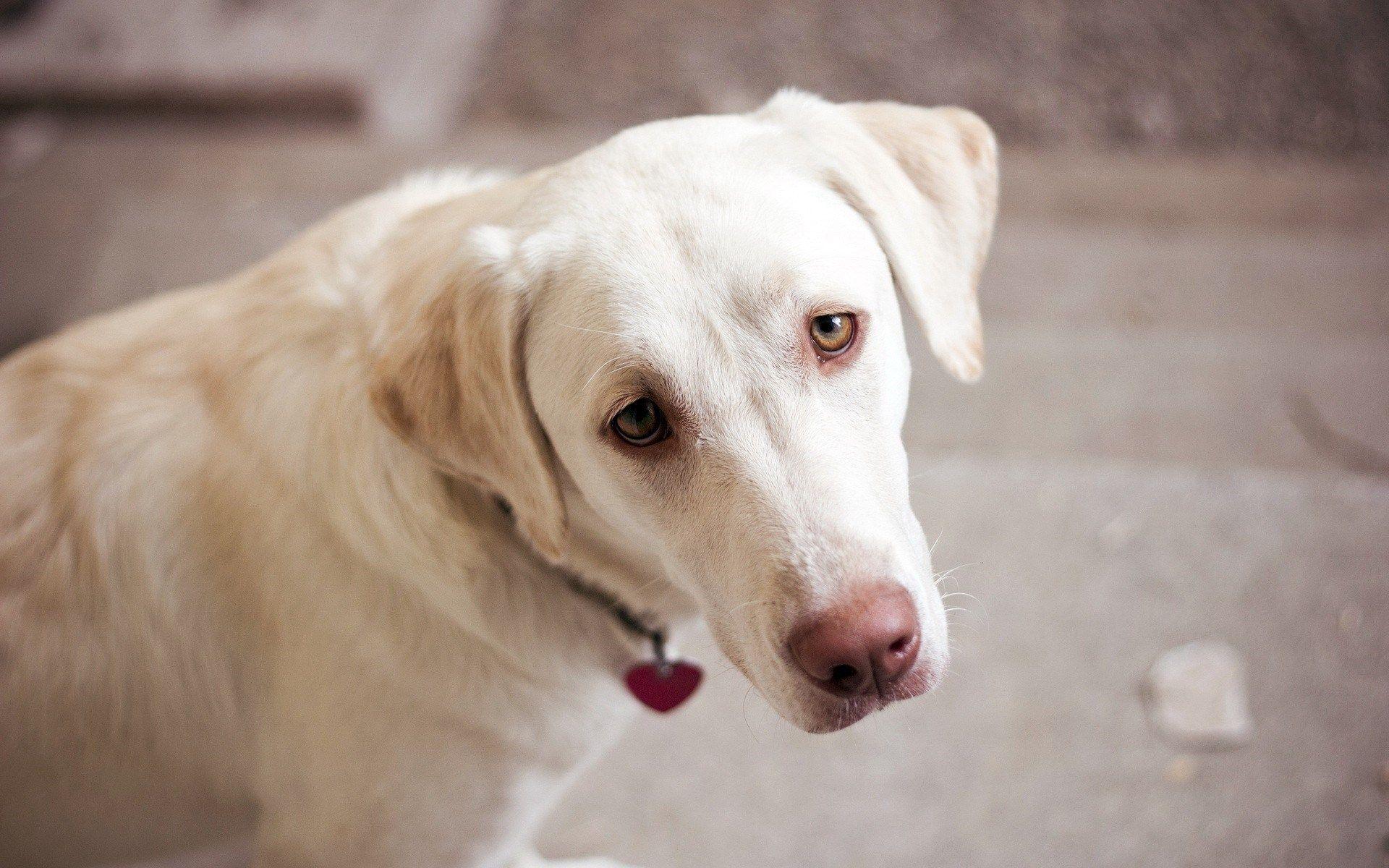 Sad Dogs Wallpapers - Top Free Sad Dogs Backgrounds - WallpaperAccess