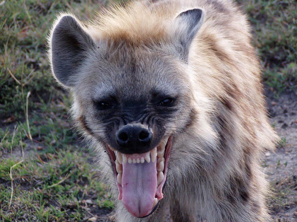 Crazy Hyena HD Wallpapers - Top Free Crazy Hyena HD Backgrounds ...