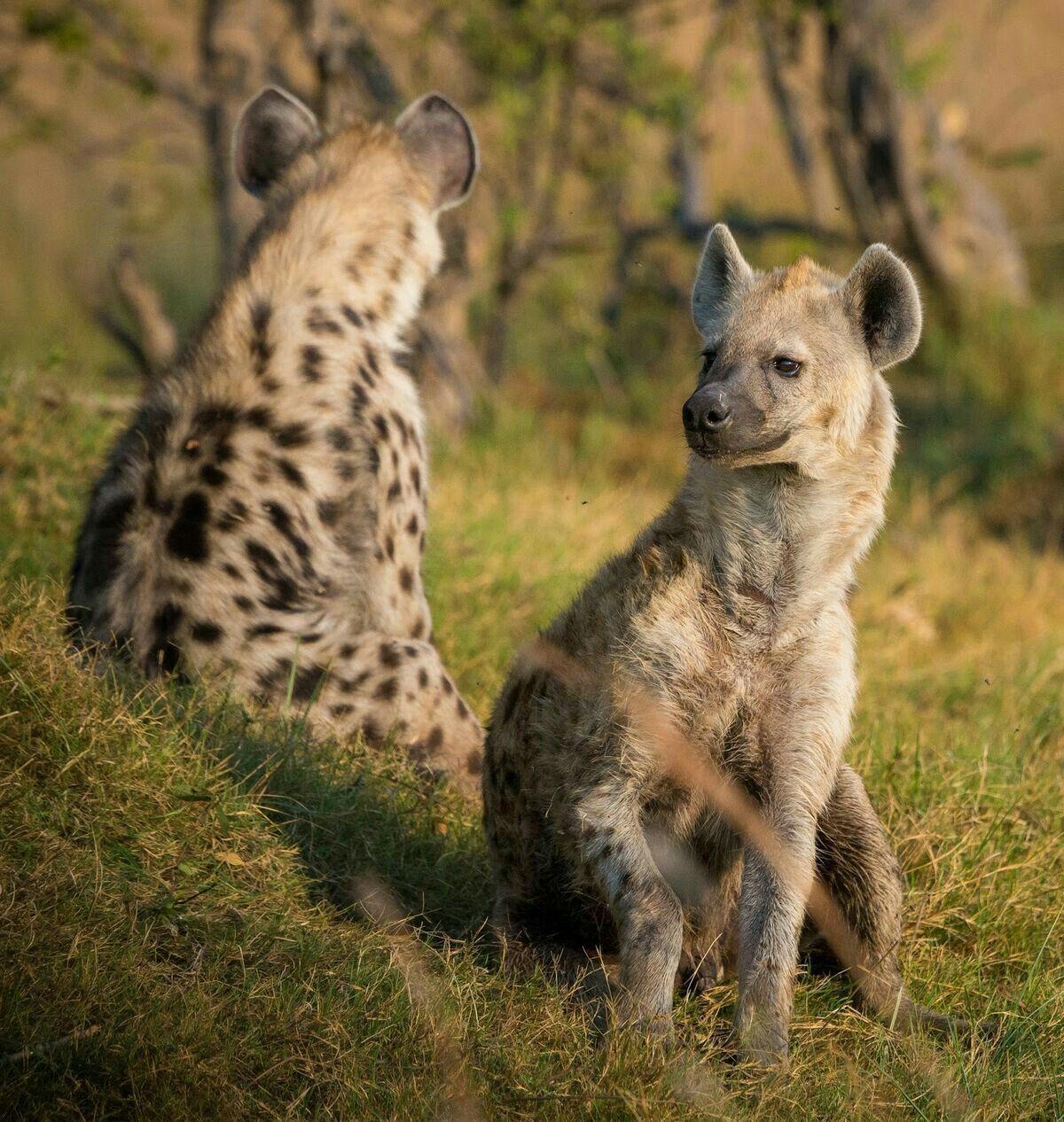 Crazy Hyena HD Wallpapers - Top Free Crazy Hyena HD Backgrounds ...