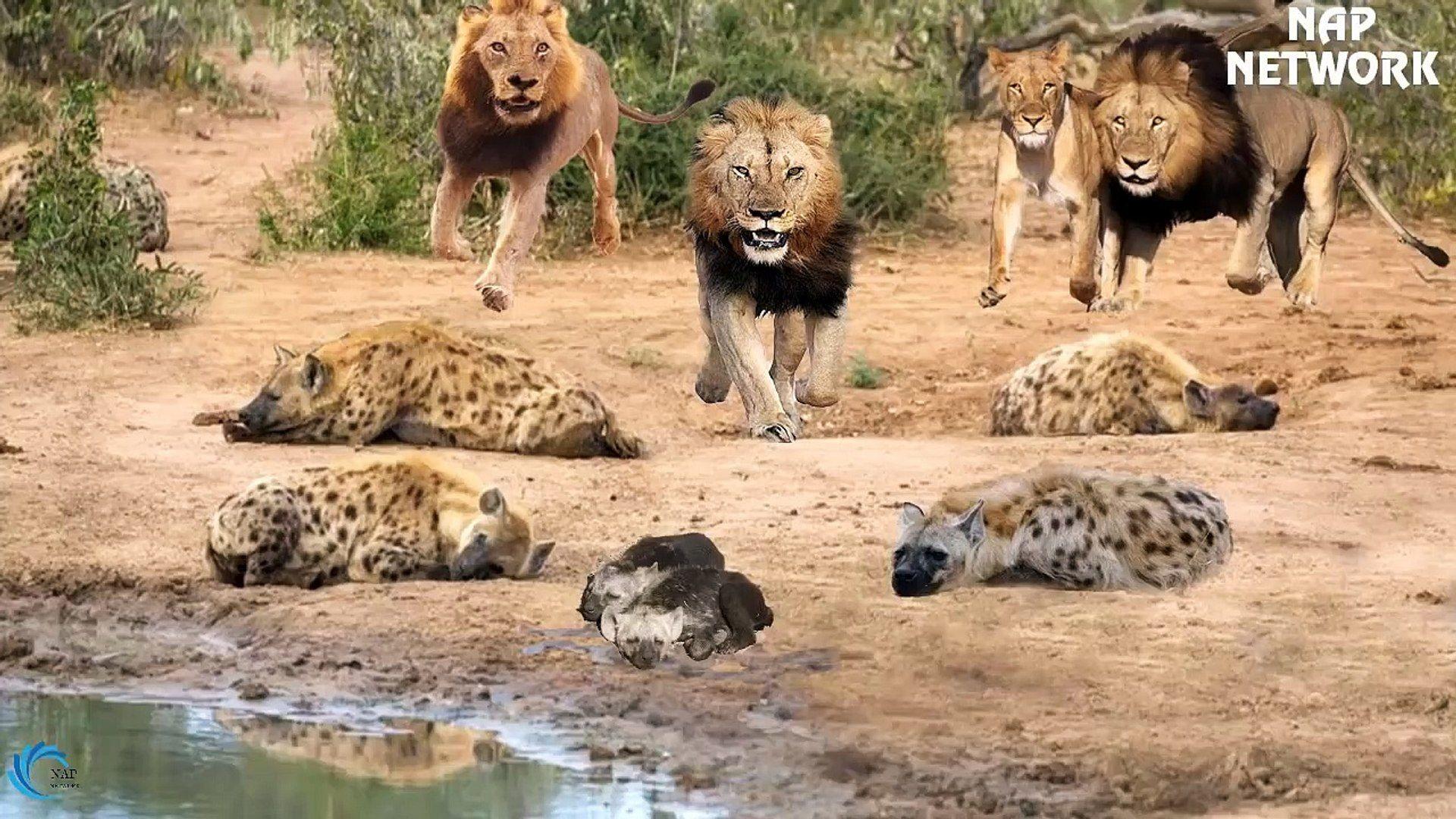 Crazy Hyena HD Wallpapers - Top Free Crazy Hyena HD Backgrounds ...