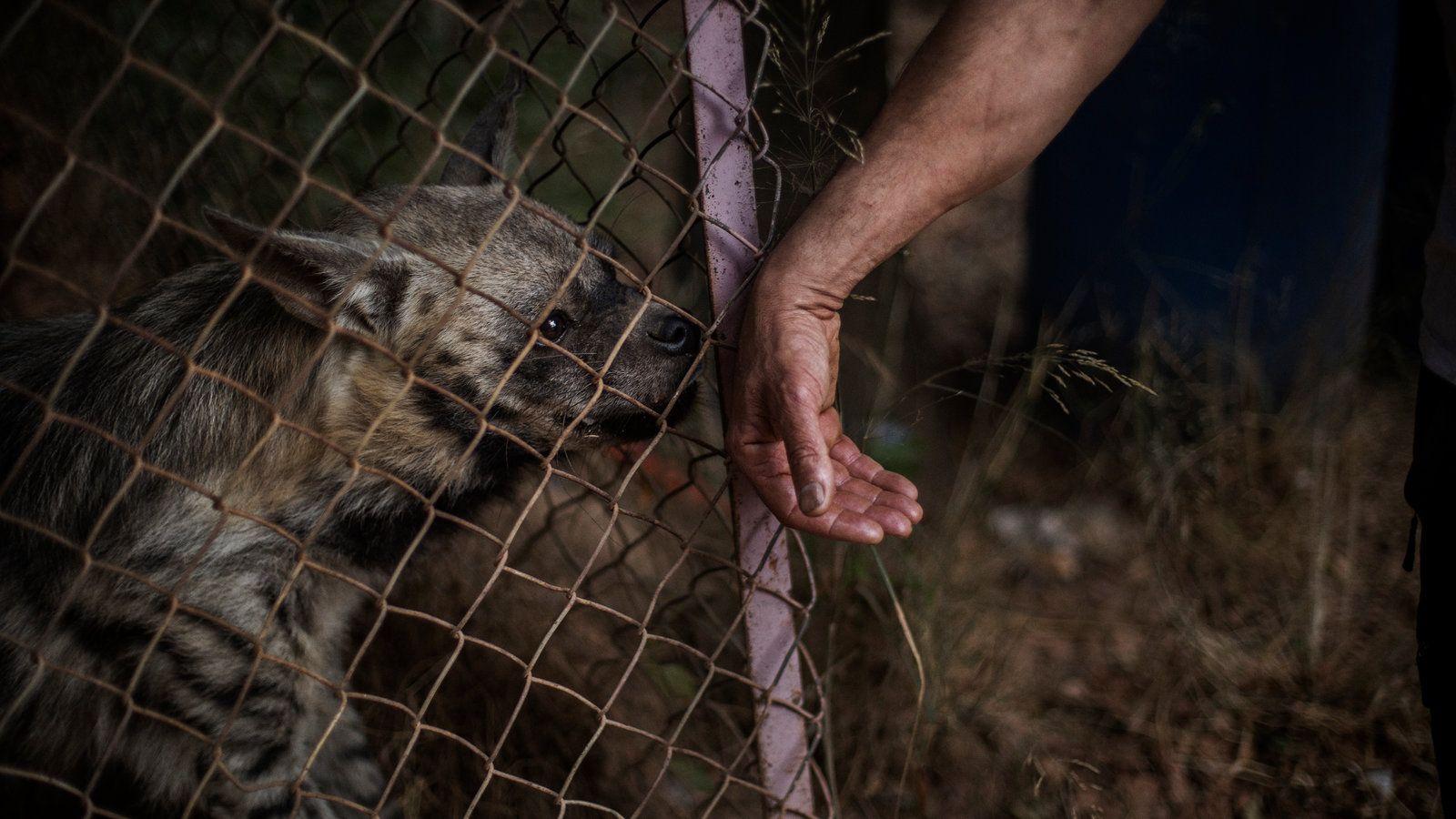 Crazy Hyena HD Wallpapers - Top Free Crazy Hyena HD Backgrounds ...