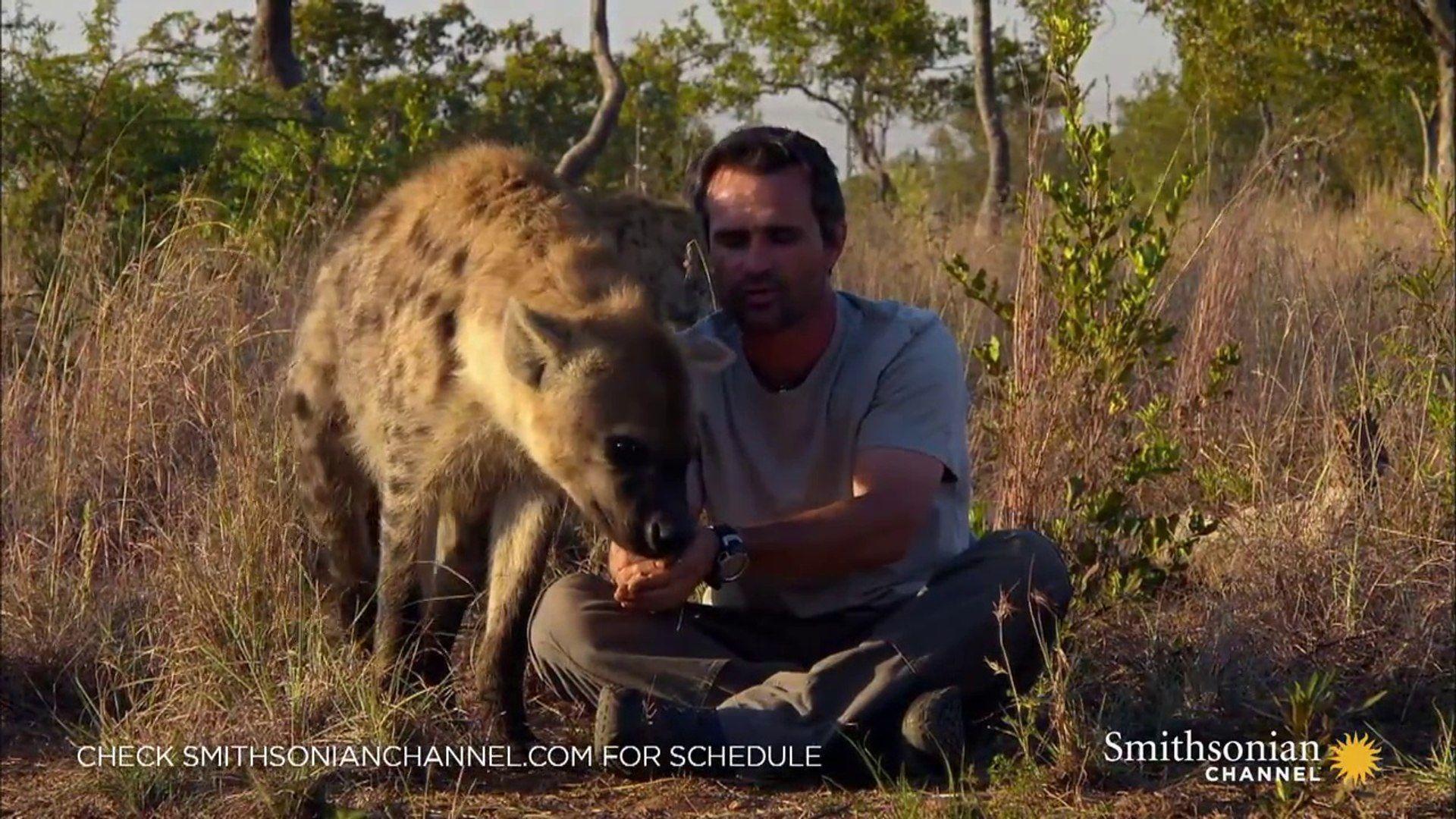 Crazy Hyena HD Wallpapers - Top Free Crazy Hyena HD Backgrounds ...