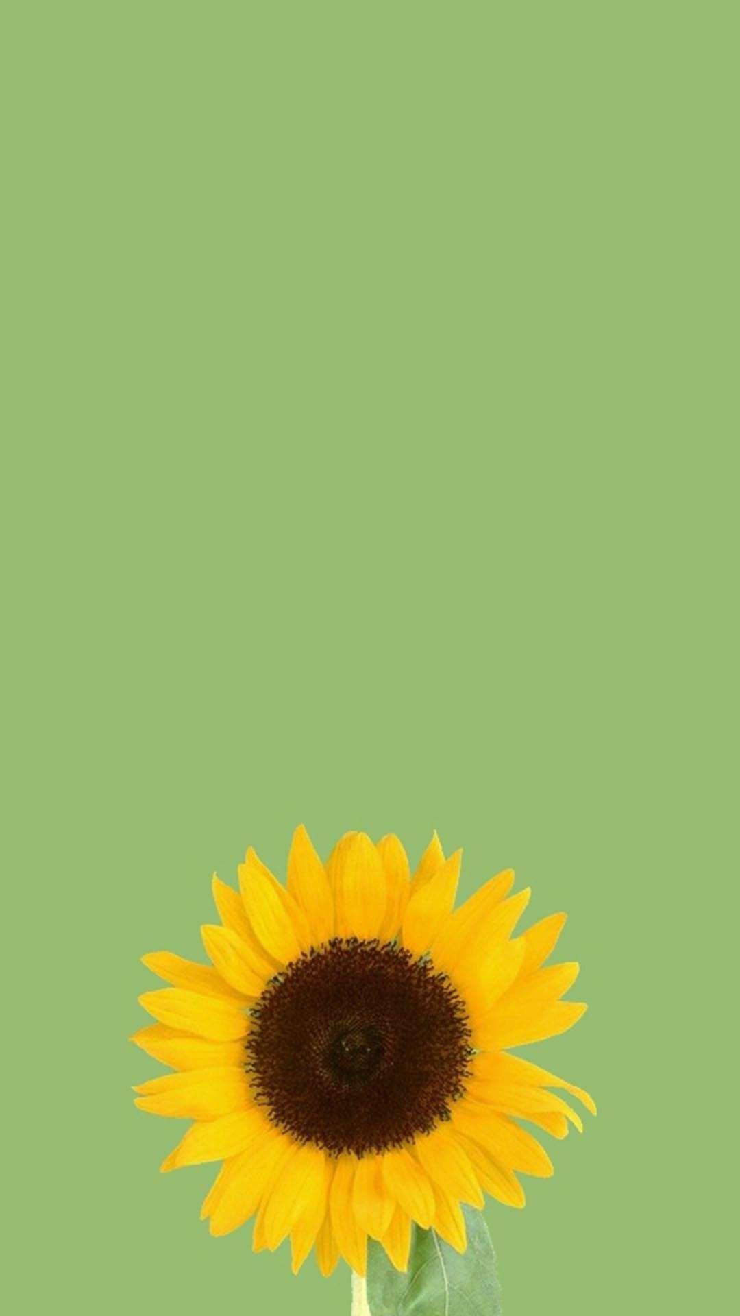 Cute Cartoon Sunflower Wallpapers - Top Free Cute Cartoon Sunflower ...