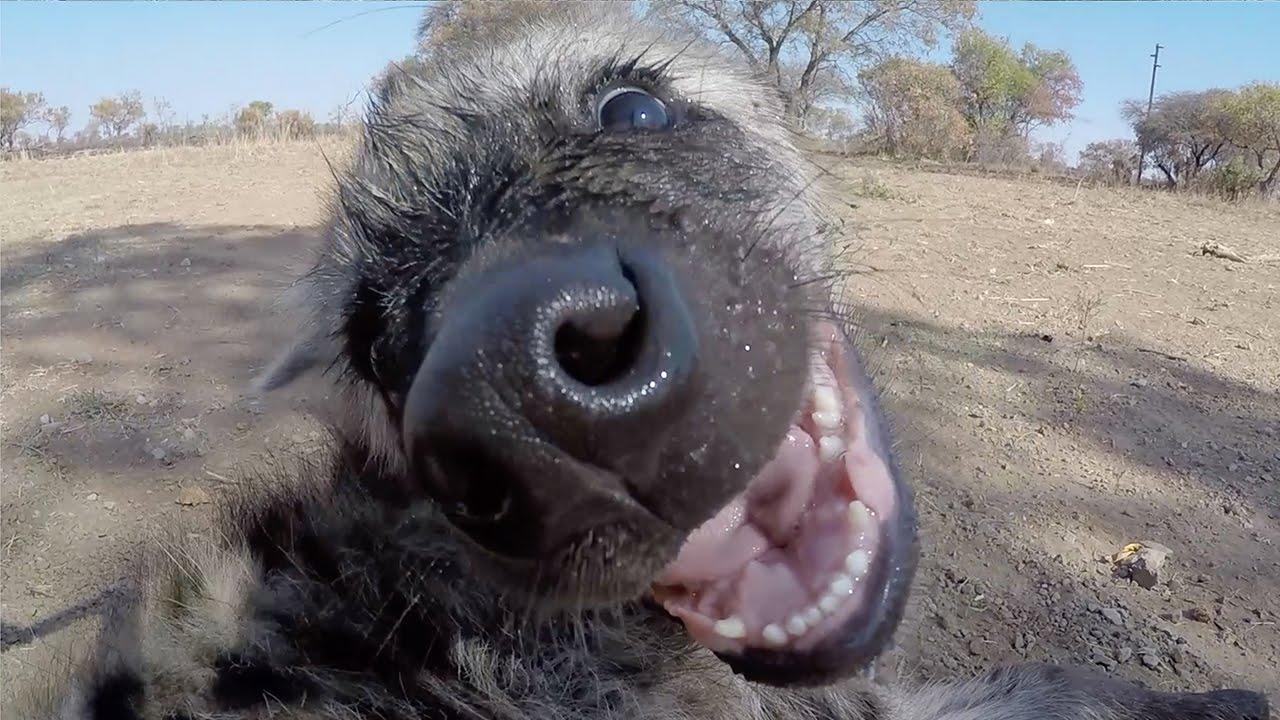 Crazy Hyena HD Wallpapers - Top Free Crazy Hyena HD Backgrounds ...