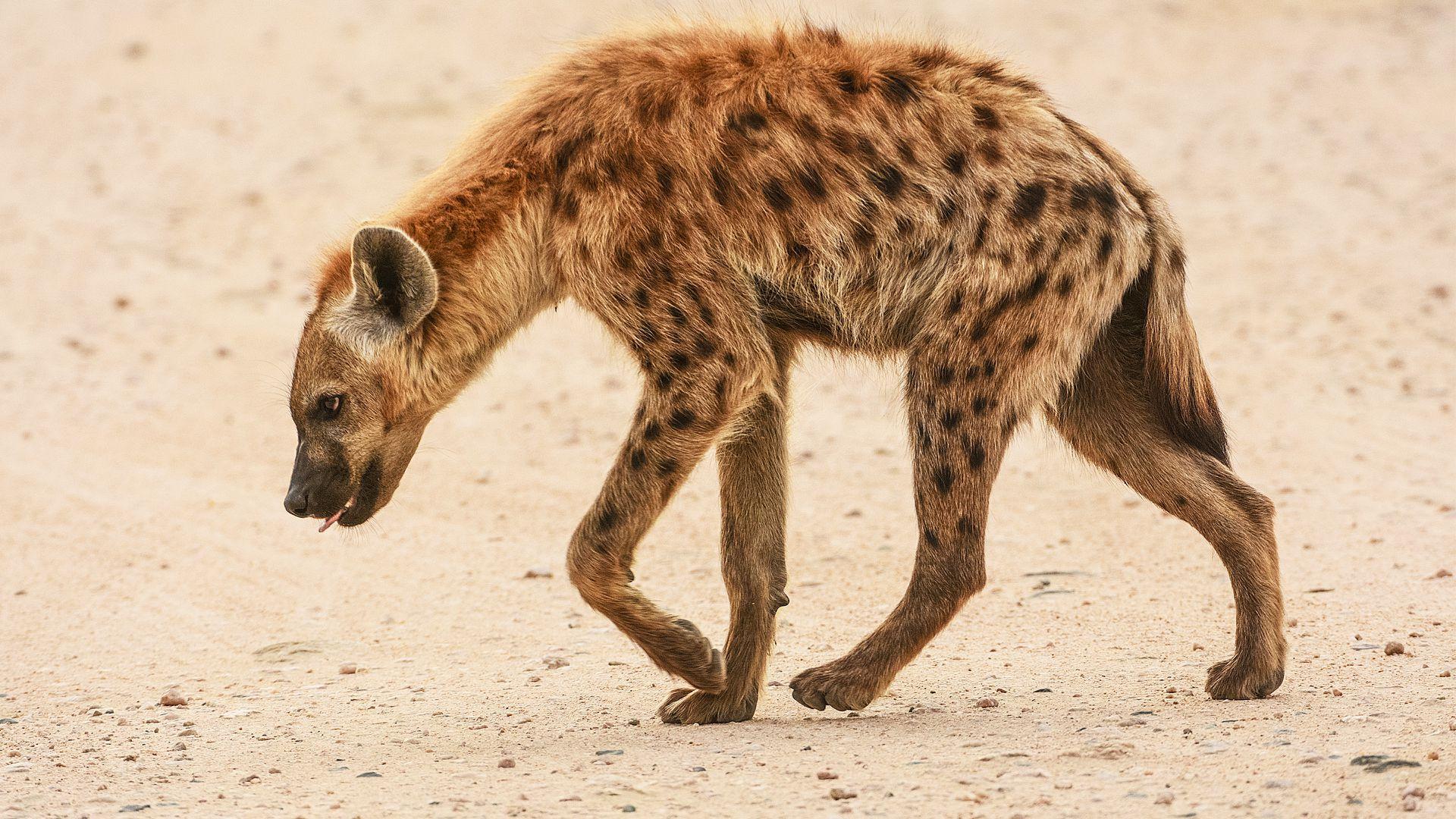 Crazy Hyena HD Wallpapers - Top Free Crazy Hyena HD Backgrounds ...