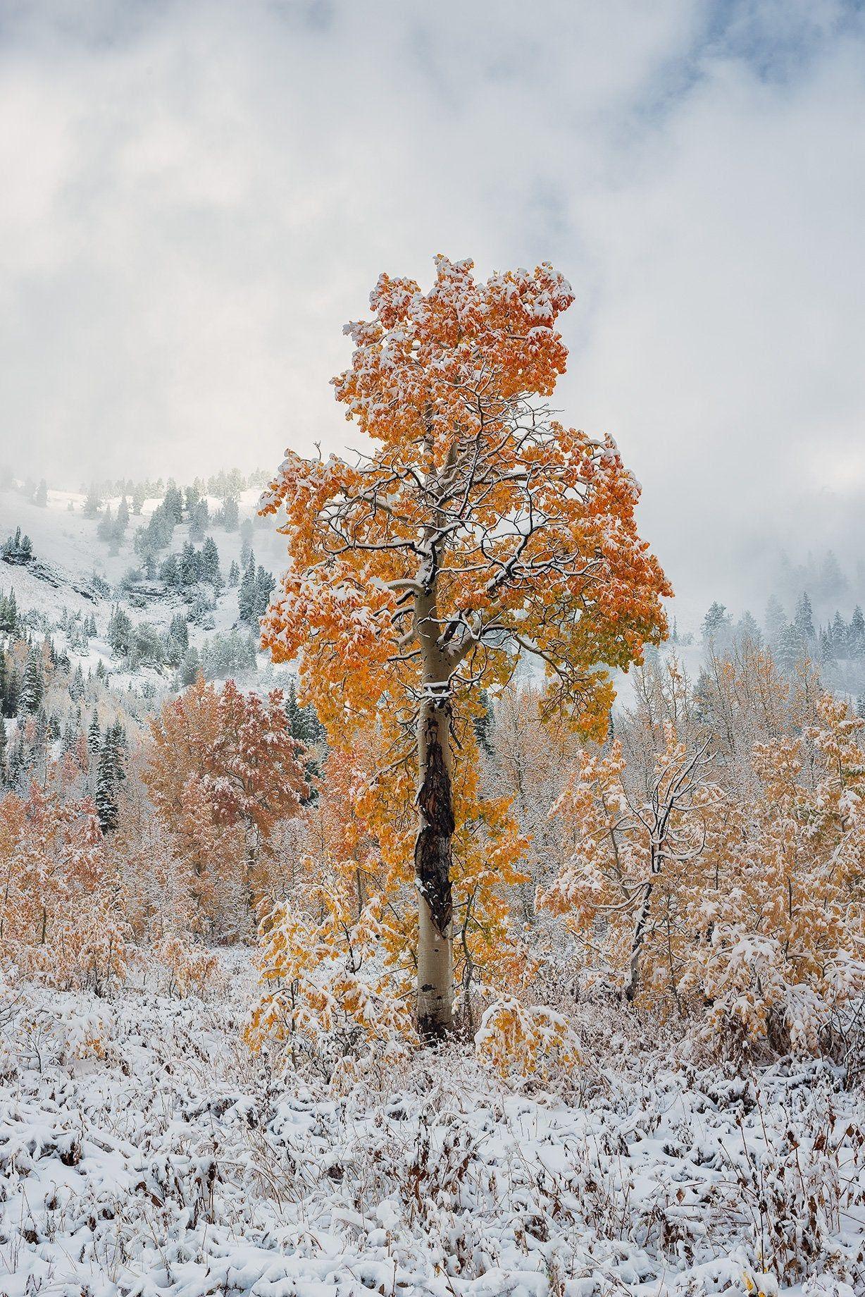 Autumn Snow Wallpapers - Top Free Autumn Snow Backgrounds - WallpaperAccess