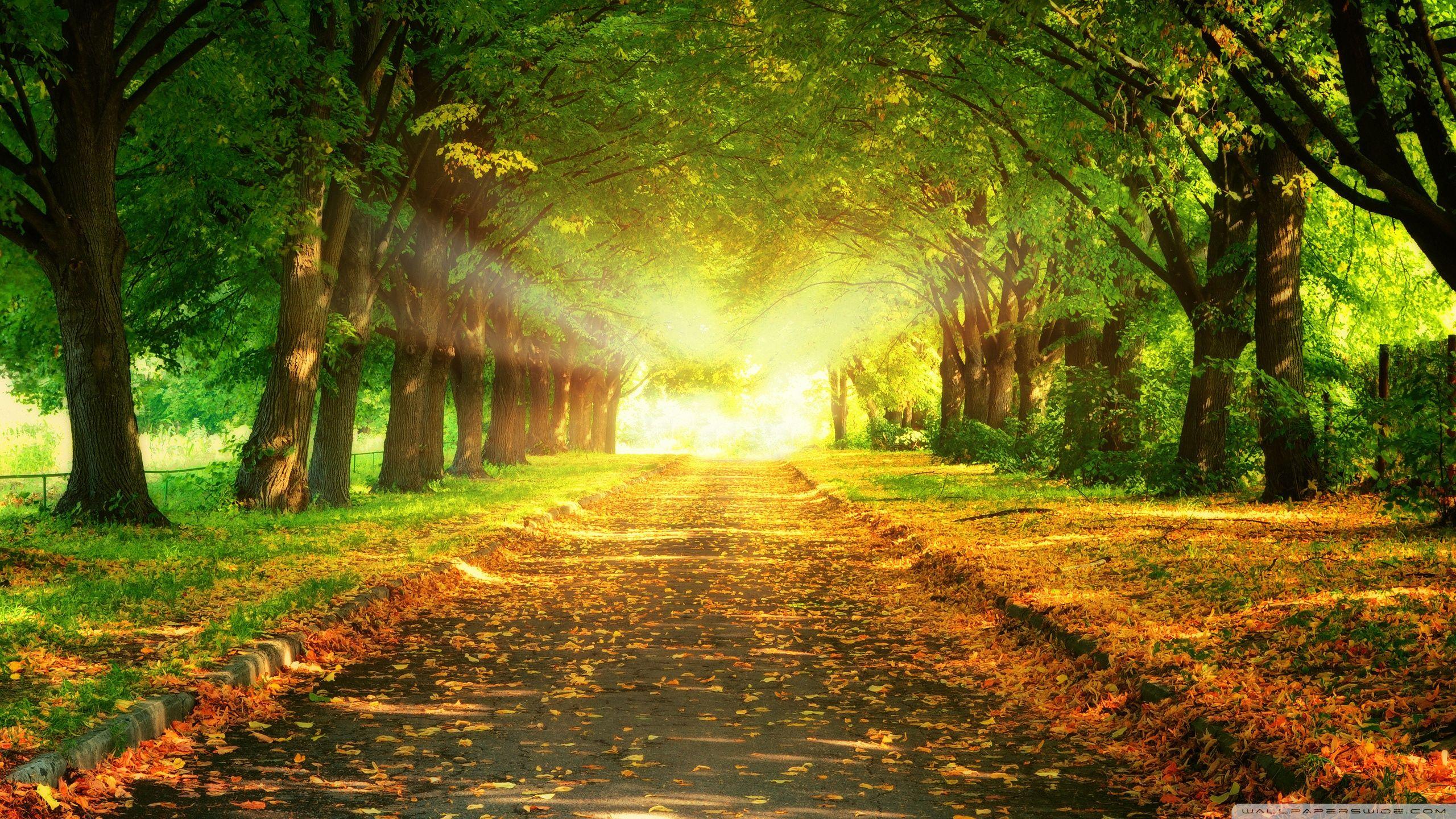 Park Street Wallpapers - Top Free Park Street Backgrounds - WallpaperAccess