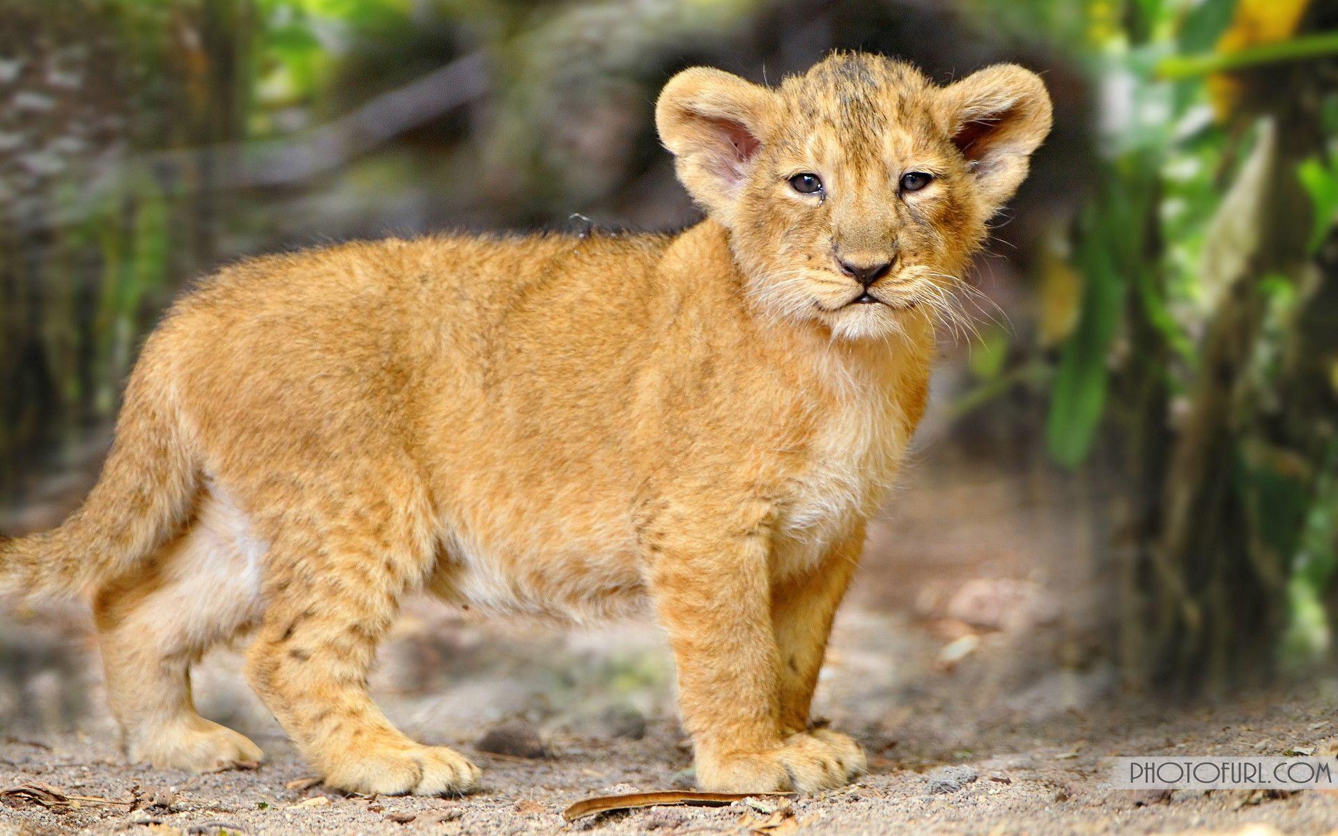 Real Animal Wallpapers - Top Free Real Animal Backgrounds - WallpaperAccess