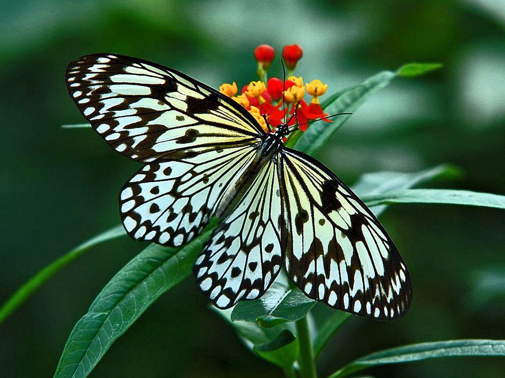 Real Butterfly Wallpapers - Top Free Real Butterfly Backgrounds ...