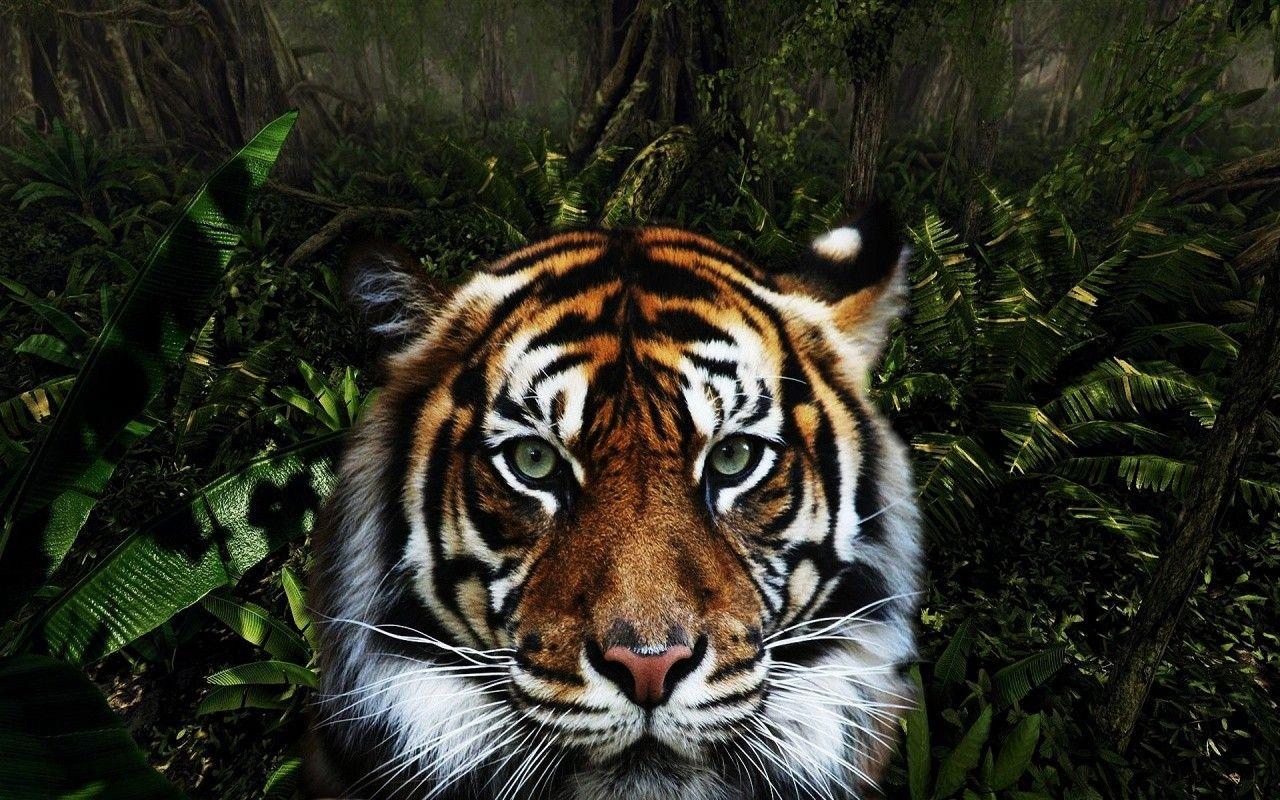Real Animal Wallpapers - Top Free Real Animal Backgrounds - WallpaperAccess