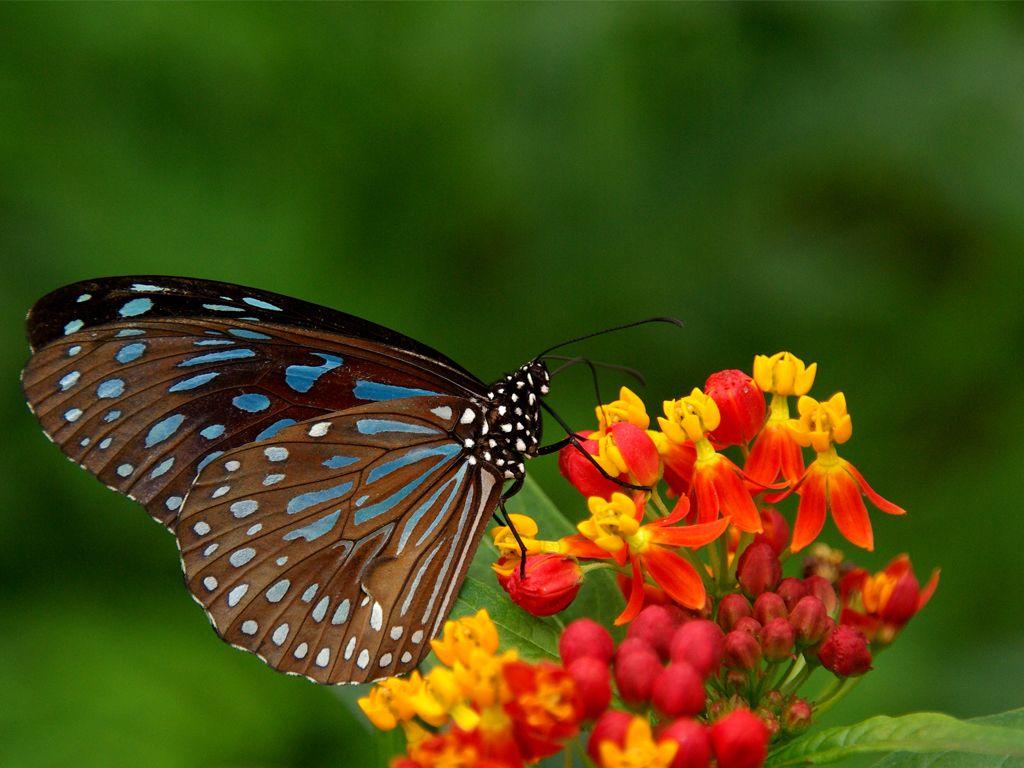 Real Butterfly Wallpapers - Top Free Real Butterfly Backgrounds ...