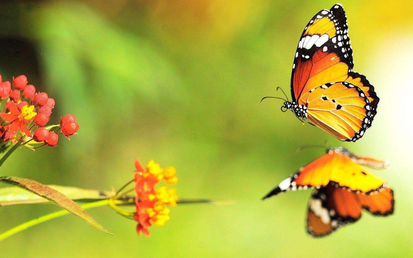 Real Butterfly Wallpapers - Top Free Real Butterfly Backgrounds ...