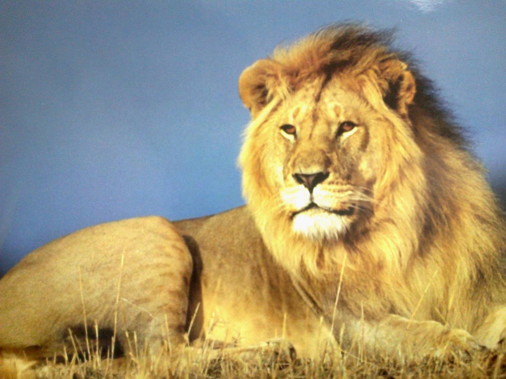 Real Animal Wallpapers - Top Free Real Animal Backgrounds - WallpaperAccess