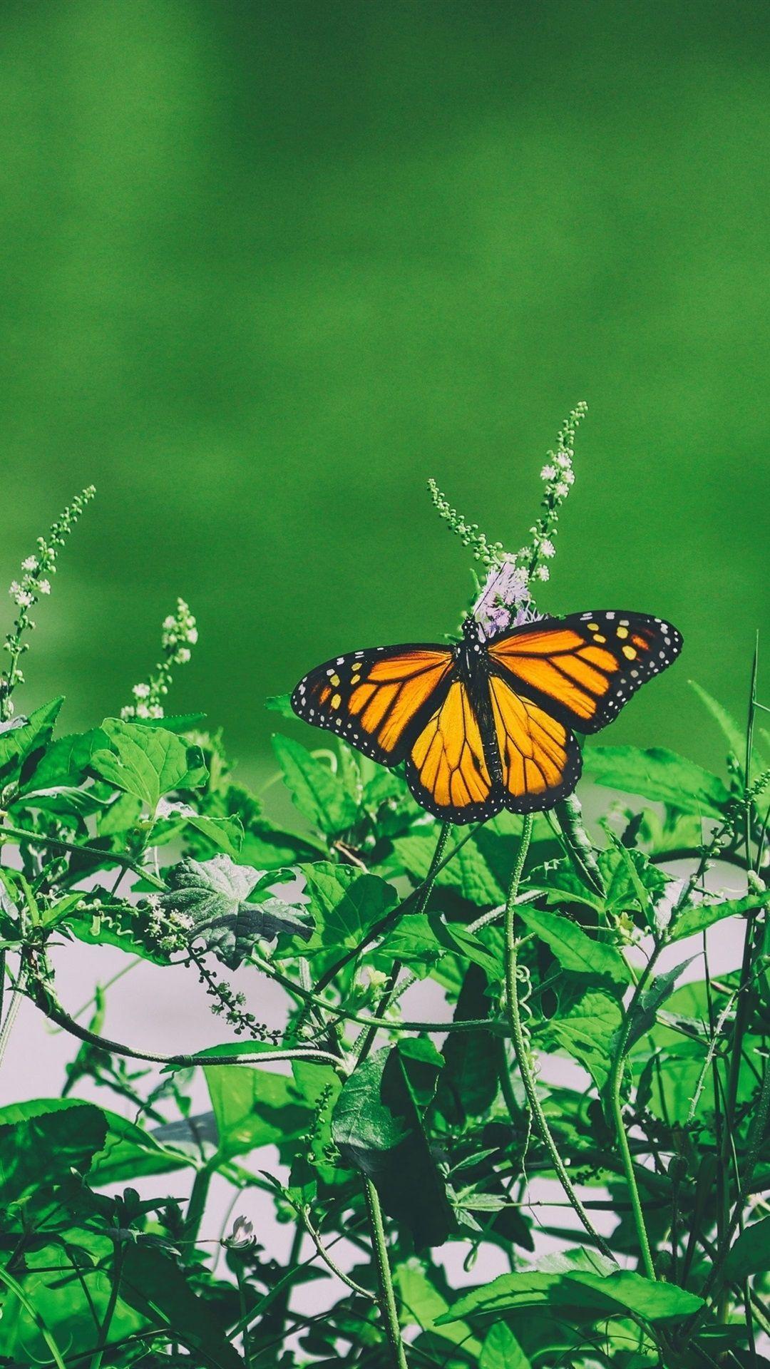 Real Butterfly Wallpapers - Top Free Real Butterfly Backgrounds ...