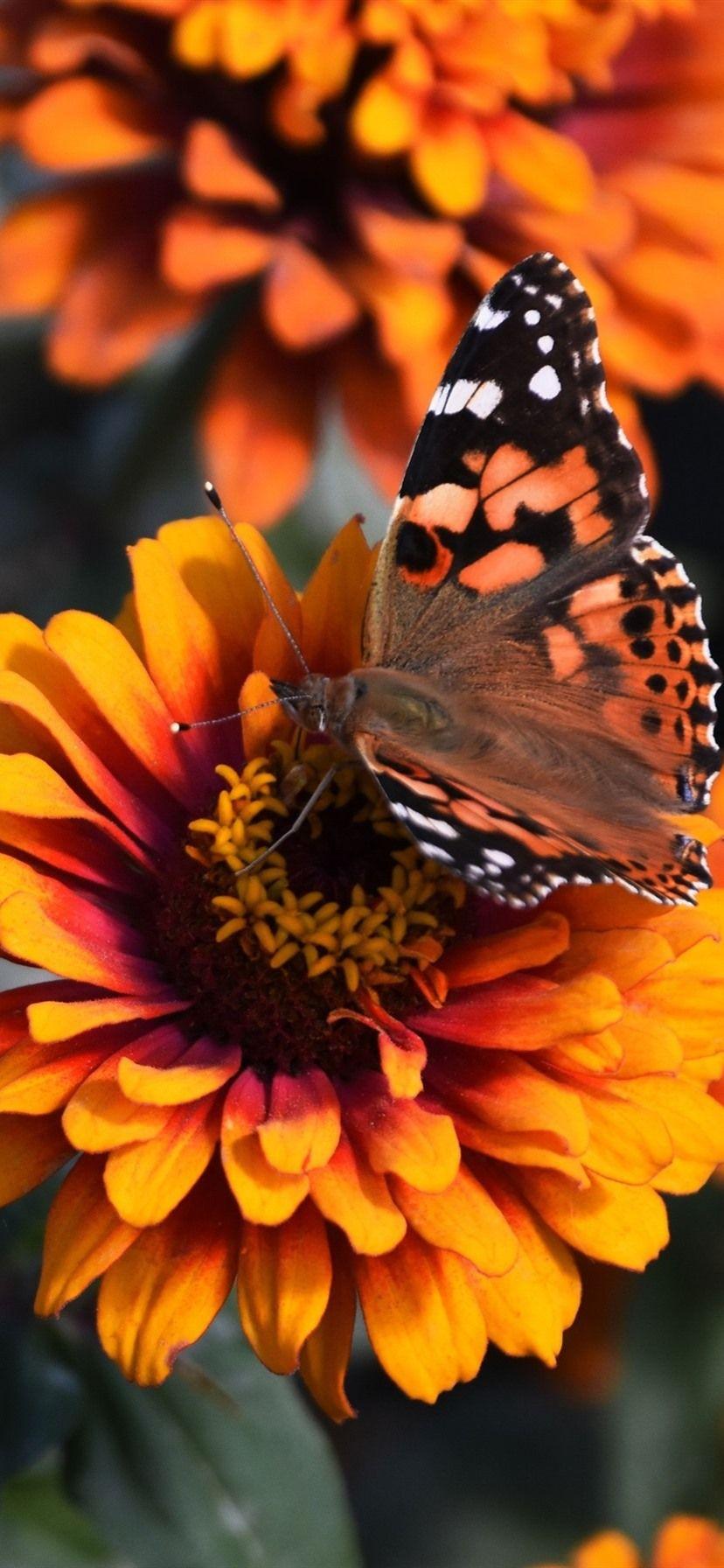 Real Butterfly Wallpapers - Top Free Real Butterfly Backgrounds ...