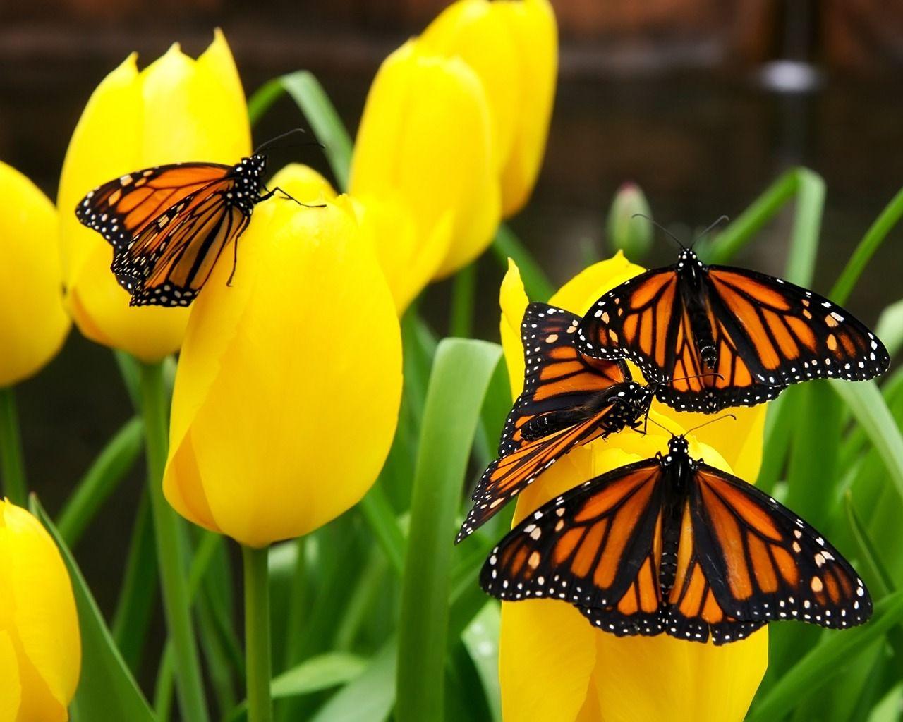 Real Butterfly Wallpapers - Top Free Real Butterfly Backgrounds ...