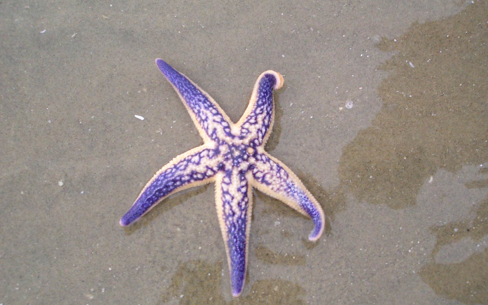 Sea Star Wallpapers - Top Free Sea Star Backgrounds - WallpaperAccess