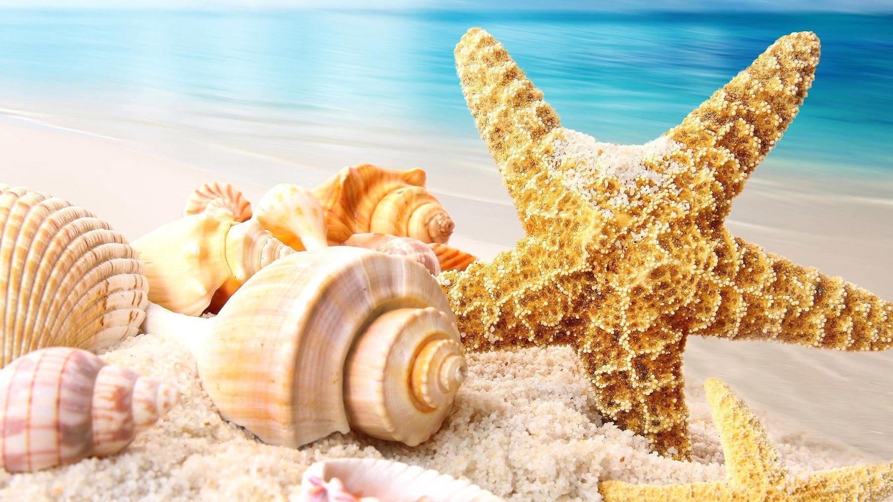 Sea Star Wallpapers - Top Free Sea Star Backgrounds - WallpaperAccess