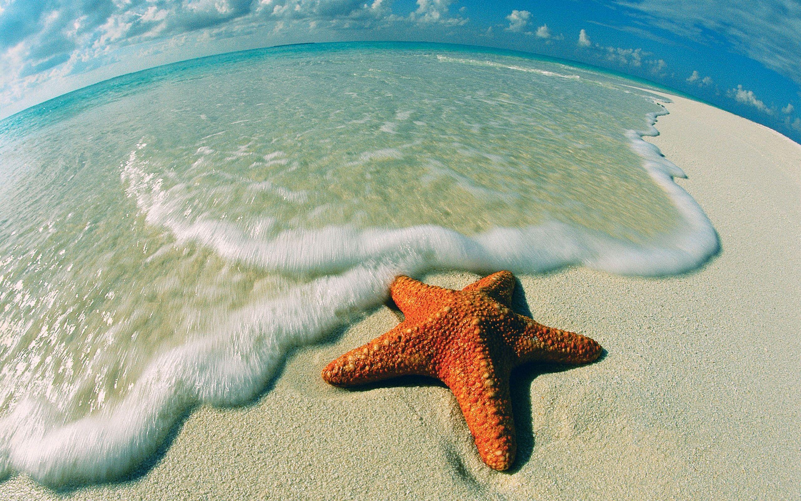 Sea Star Wallpapers - Top Free Sea Star Backgrounds - WallpaperAccess