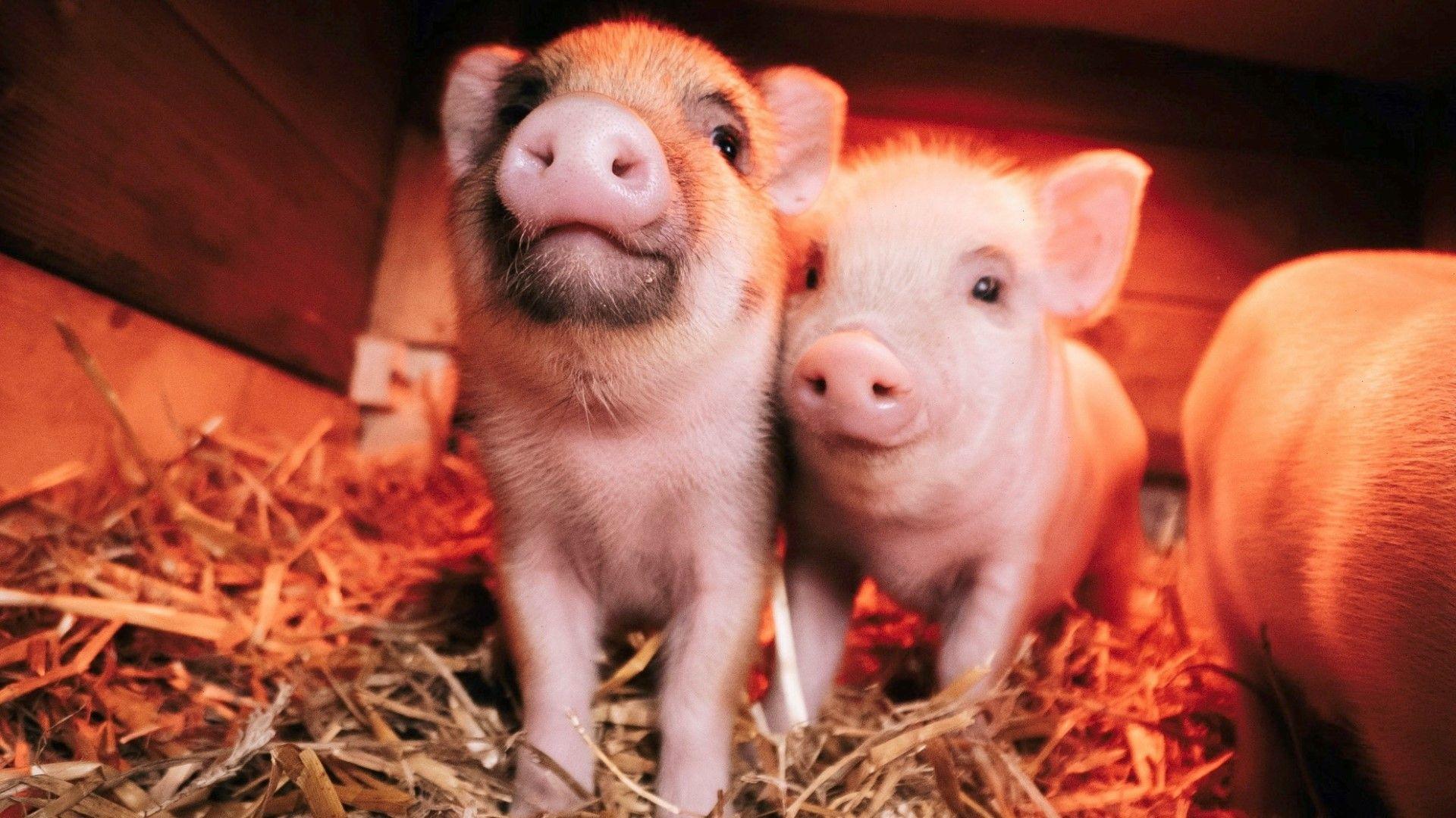 Adorable Baby Pigs Wallpapers - Top Free Adorable Baby Pigs Backgrounds ...