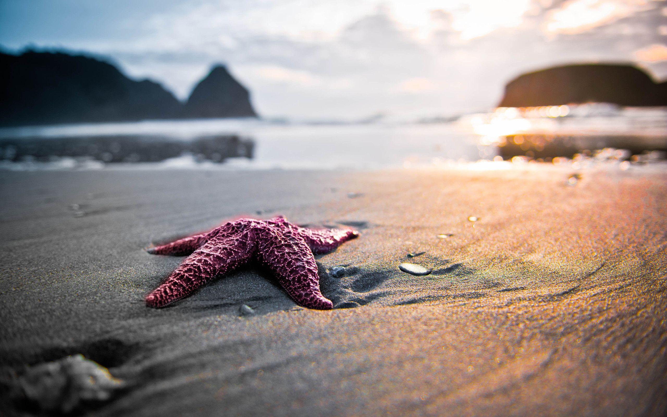 Sea Star Wallpapers - Top Free Sea Star Backgrounds - WallpaperAccess