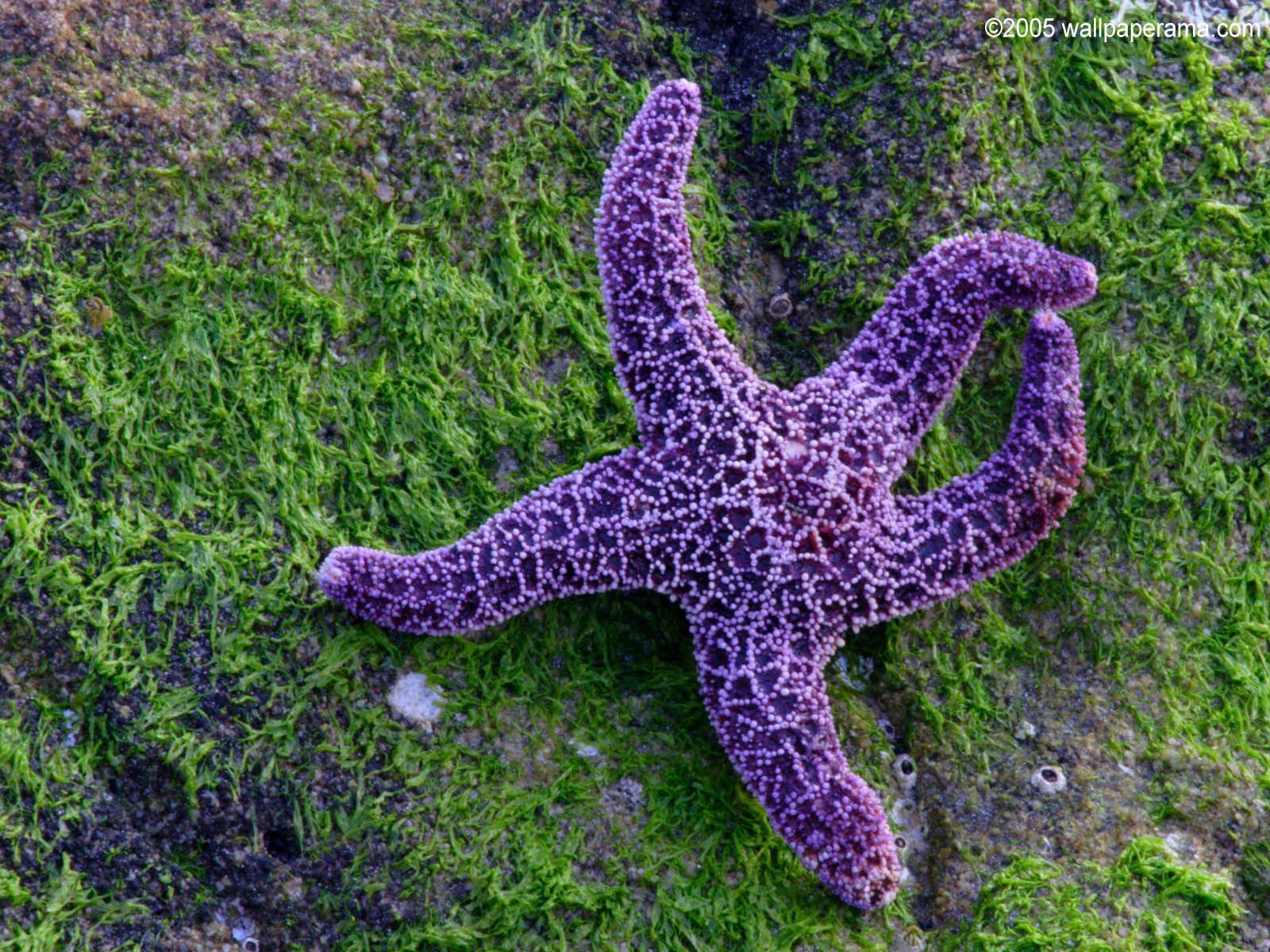 Sea Star Wallpapers - Top Free Sea Star Backgrounds - WallpaperAccess