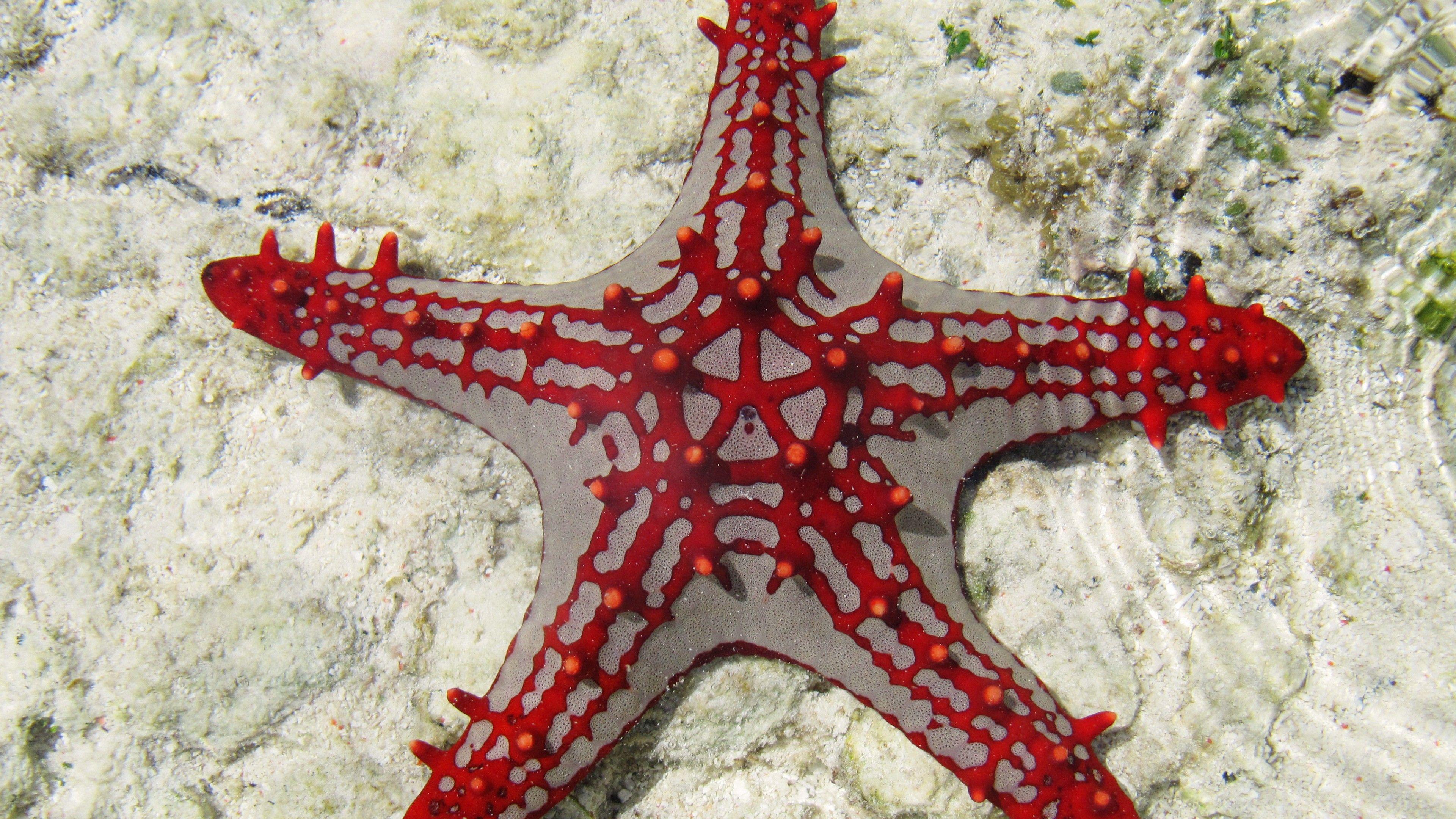 Sea Star Wallpapers - Top Free Sea Star Backgrounds - WallpaperAccess