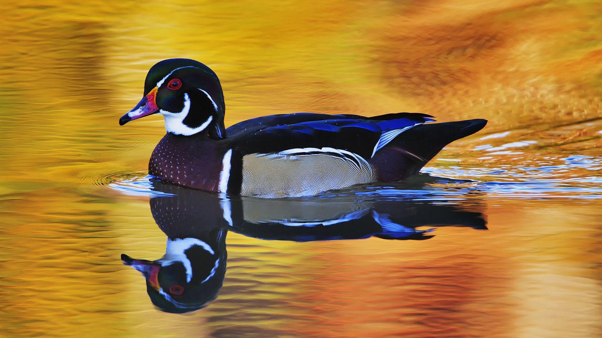 Waterfowl Computer Wallpapers - Top Free Waterfowl Computer Backgrounds ...
