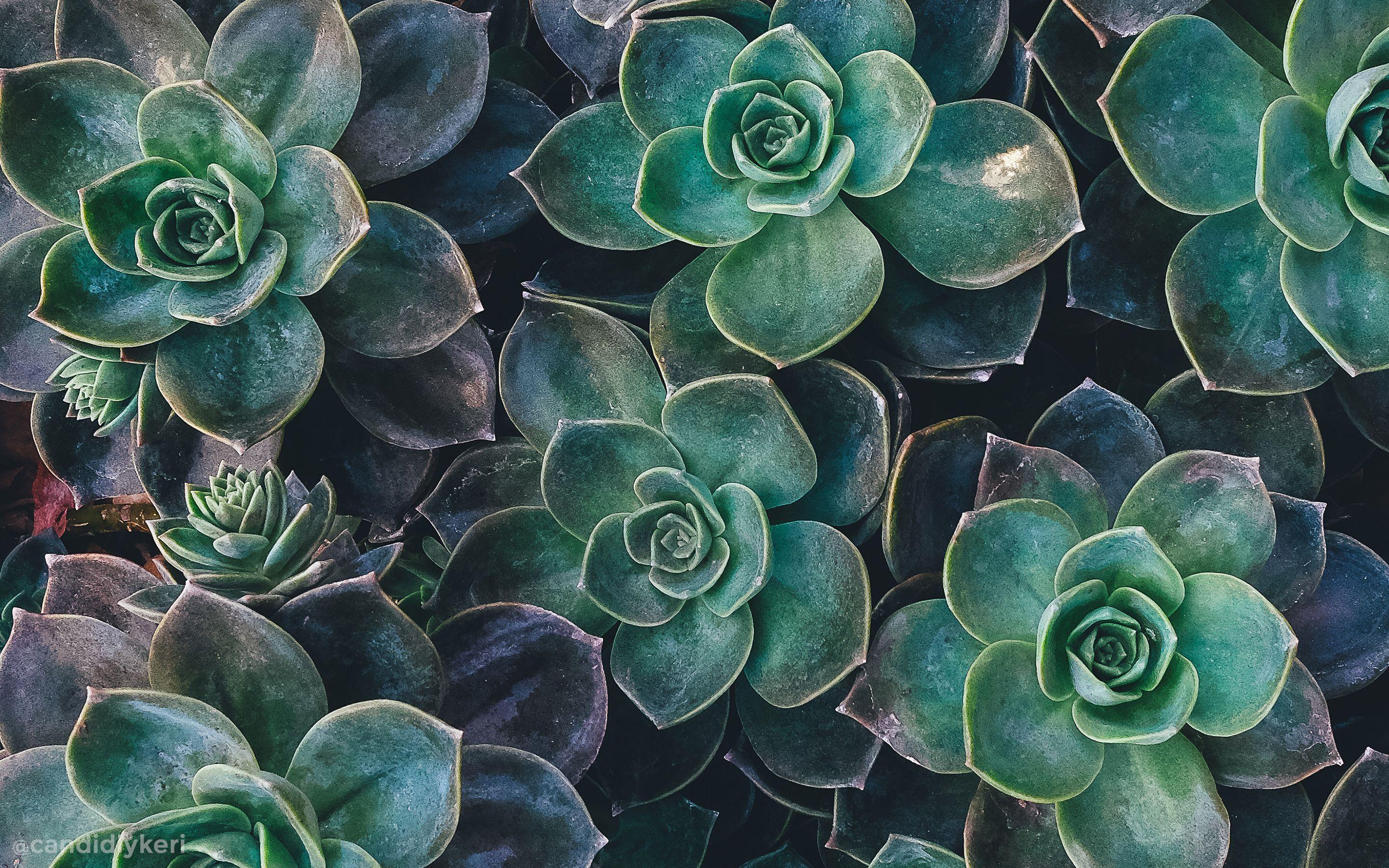 Green Plant Aesthetic Wallpapers Top Free Green Plant Aesthetic Backgrounds Wallpaperaccess