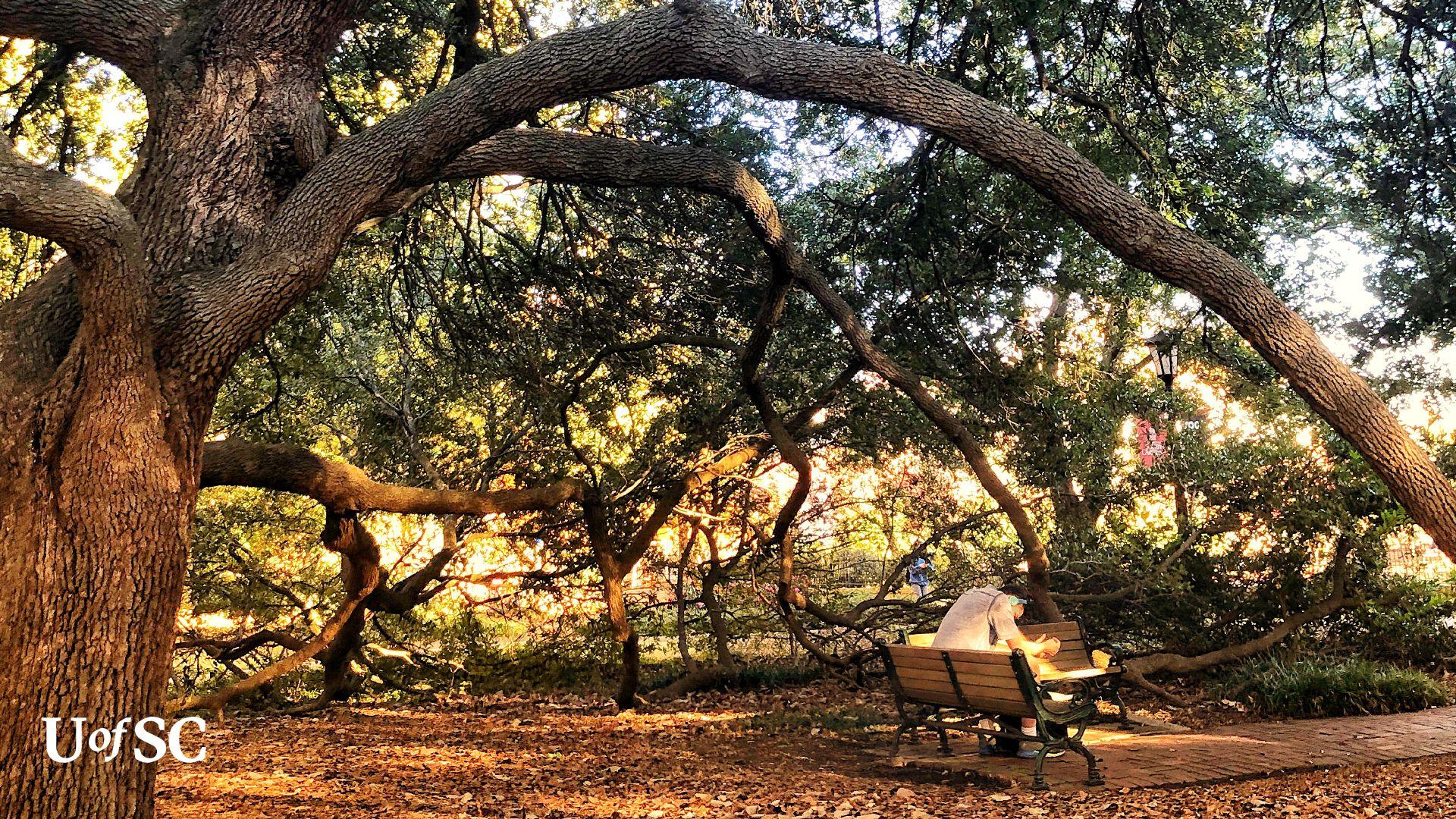 University of South Carolina Wallpapers - Top Free University of South ...