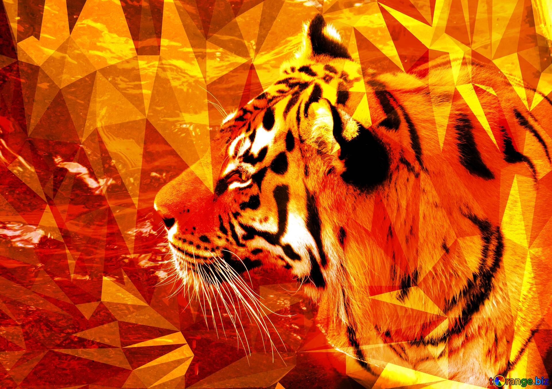 Beautiful Abstract Tiger Wallpapers - Top Free Beautiful Abstract Tiger ...
