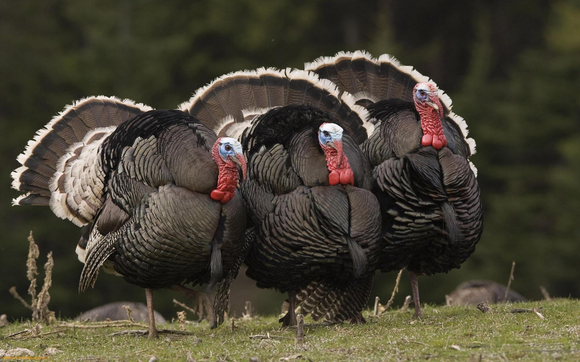 Turkey Eastern Wallpapers - Top Free Turkey Eastern Backgrounds ...