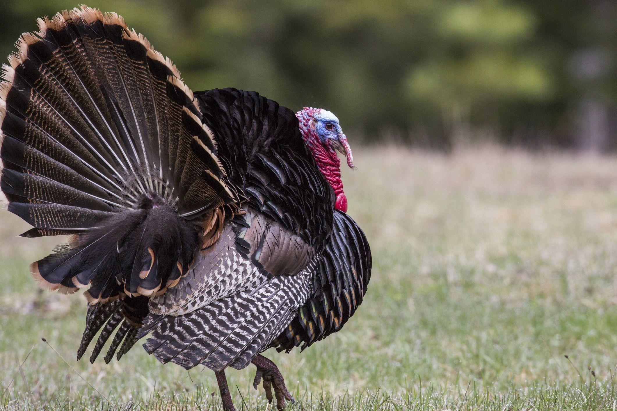 Turkey Eastern Wallpapers - Top Free Turkey Eastern Backgrounds ...