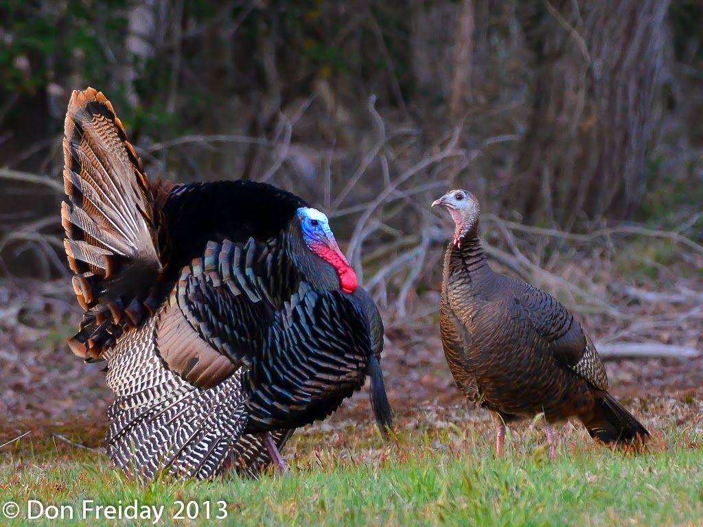 Turkey Eastern Wallpapers - Top Free Turkey Eastern Backgrounds ...