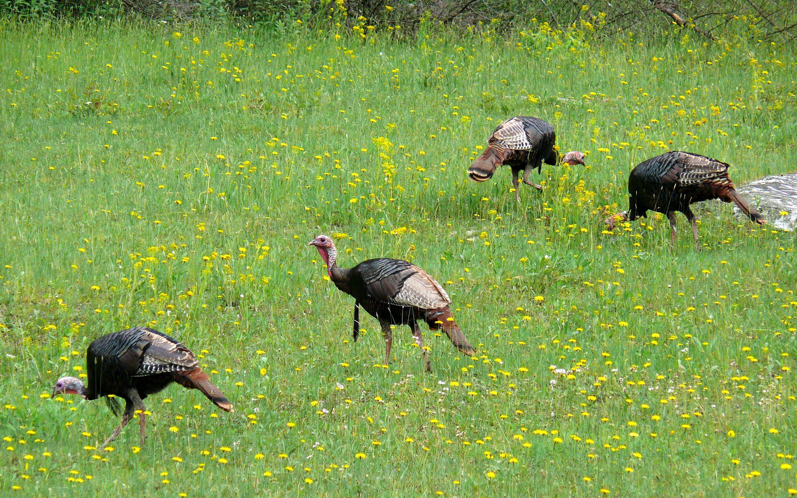 Turkey Eastern Wallpapers - Top Free Turkey Eastern Backgrounds ...