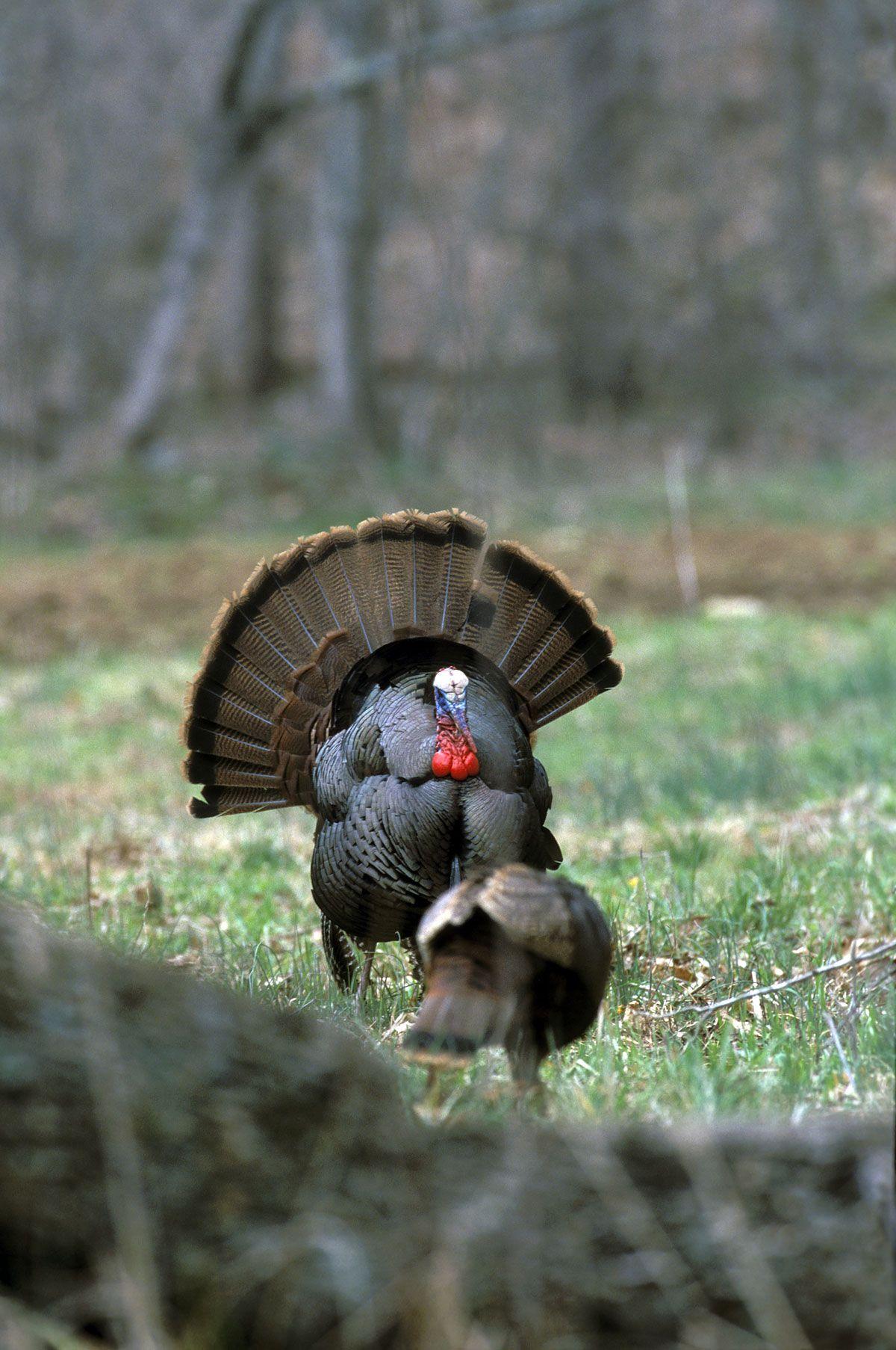Turkey Eastern Wallpapers - Top Free Turkey Eastern Backgrounds ...