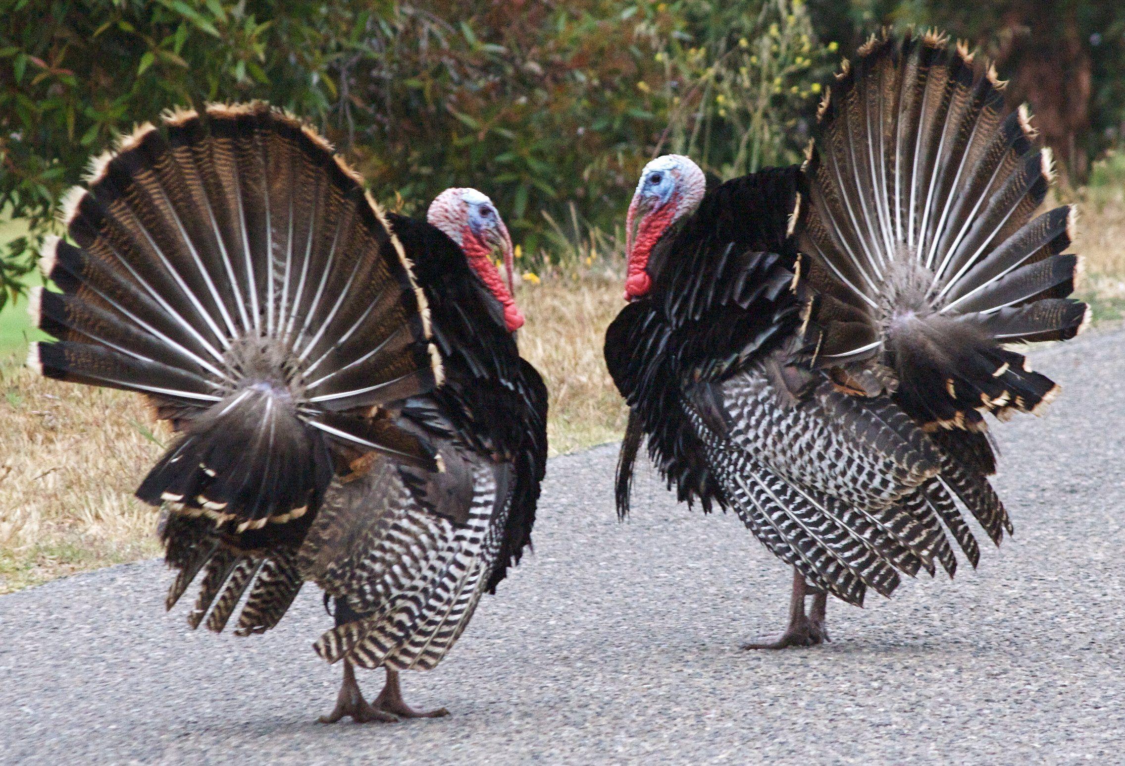 Turkey Eastern Wallpapers - Top Free Turkey Eastern Backgrounds ...