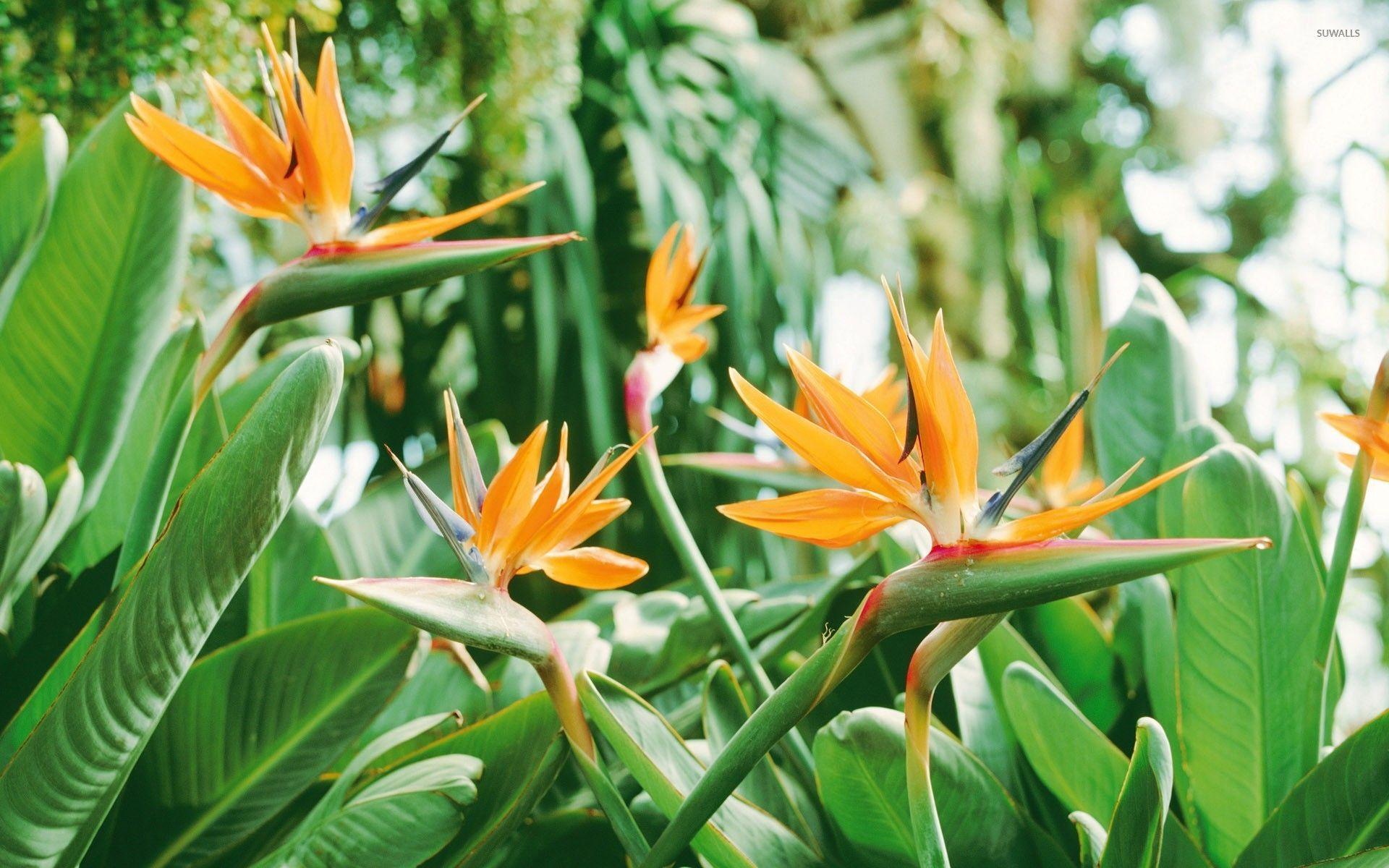 Strelitzia Wallpapers - Top Free Strelitzia Backgrounds - WallpaperAccess