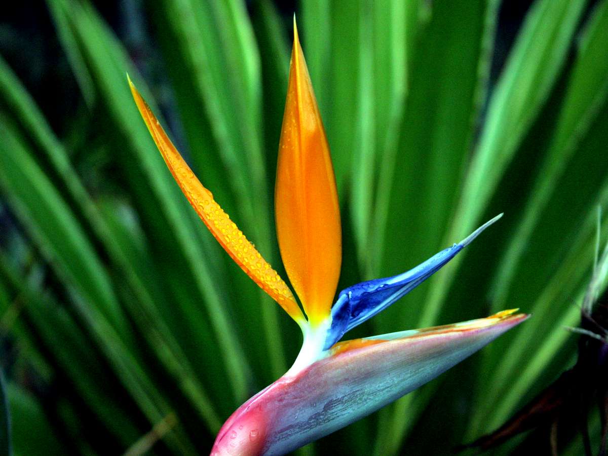Strelitzia Wallpapers - Top Free Strelitzia Backgrounds - WallpaperAccess