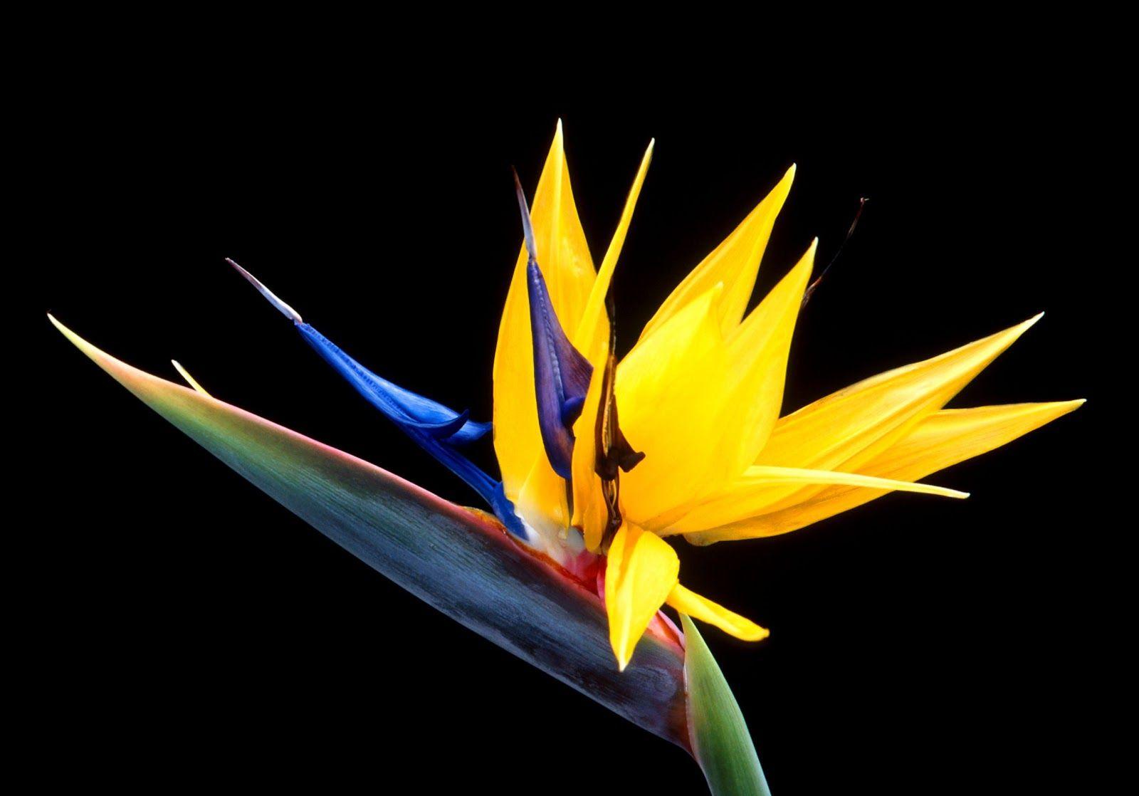 Strelitzia Wallpapers - Top Free Strelitzia Backgrounds - WallpaperAccess