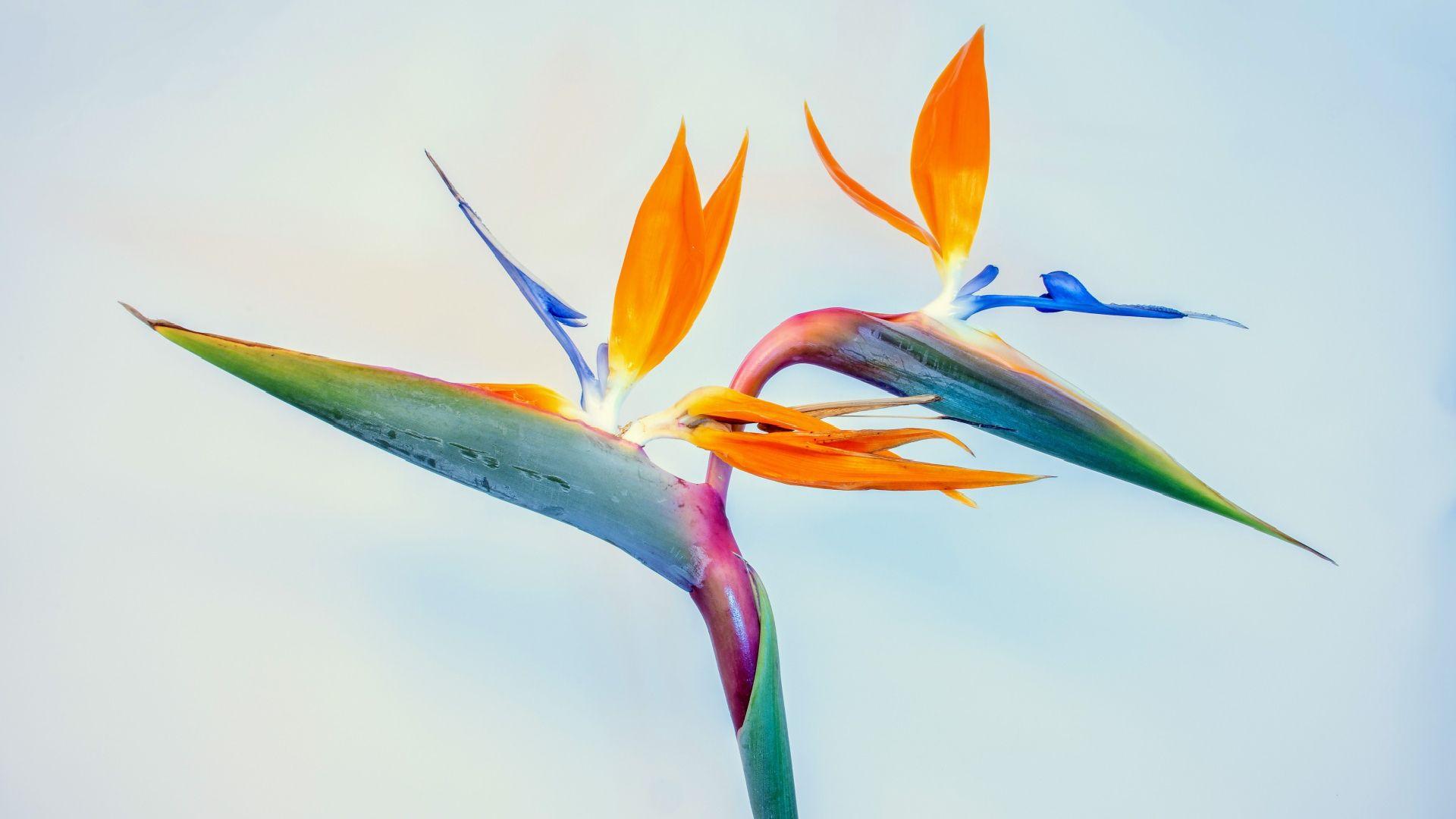Strelitzia Wallpapers - Top Free Strelitzia Backgrounds - WallpaperAccess