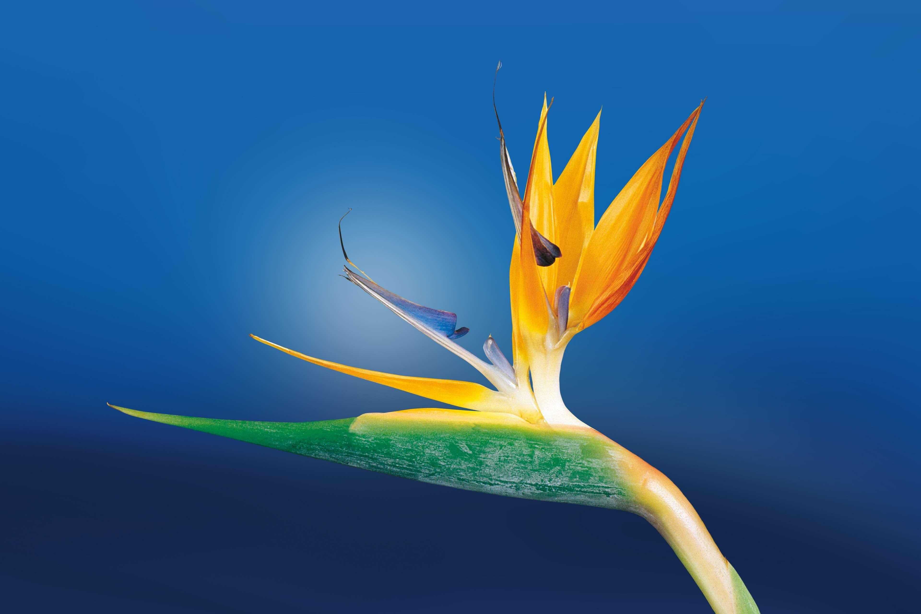 Strelitzia Wallpapers - Top Free Strelitzia Backgrounds - WallpaperAccess